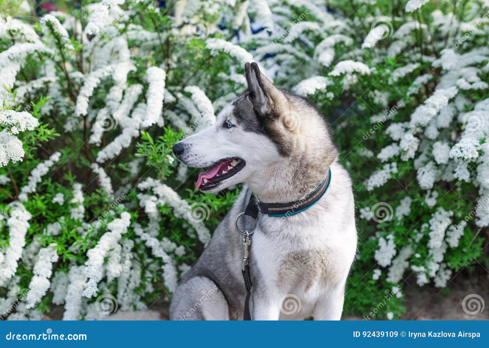 Siberian Husky Portrait with White Flower Background Stock Image ...