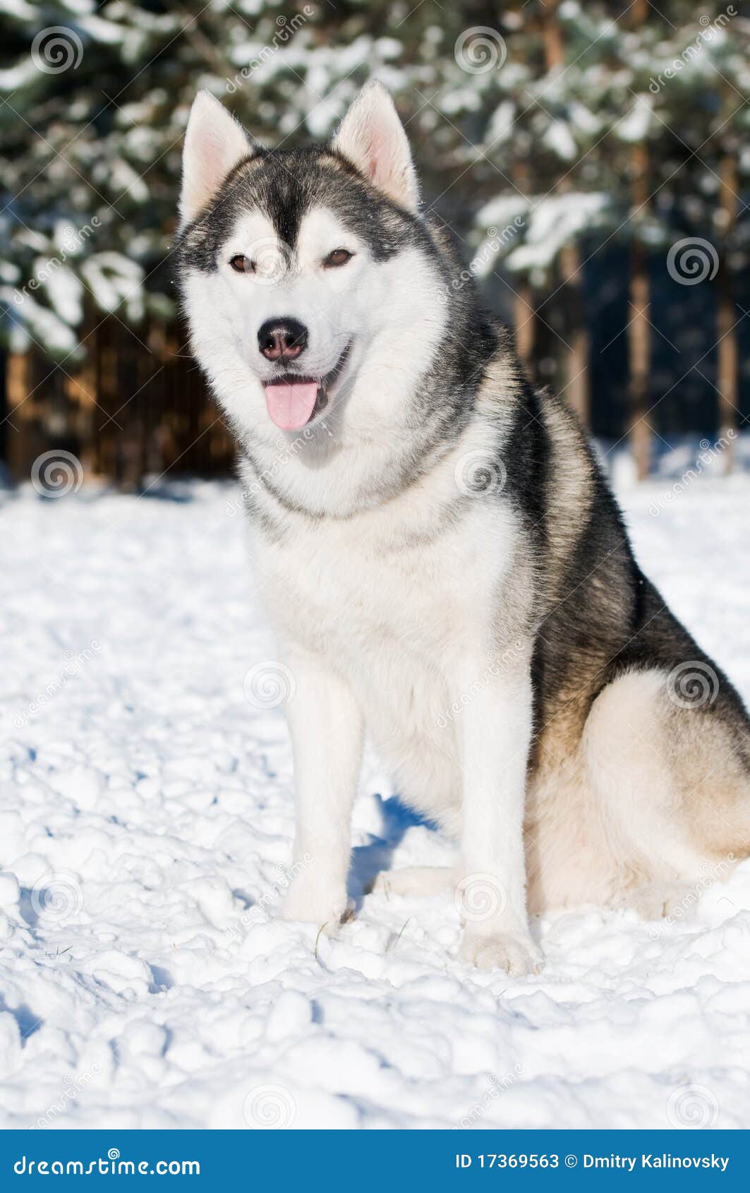 Siberian Husky Portrait at Winter Stock Image - Image of snow, sunlight ...