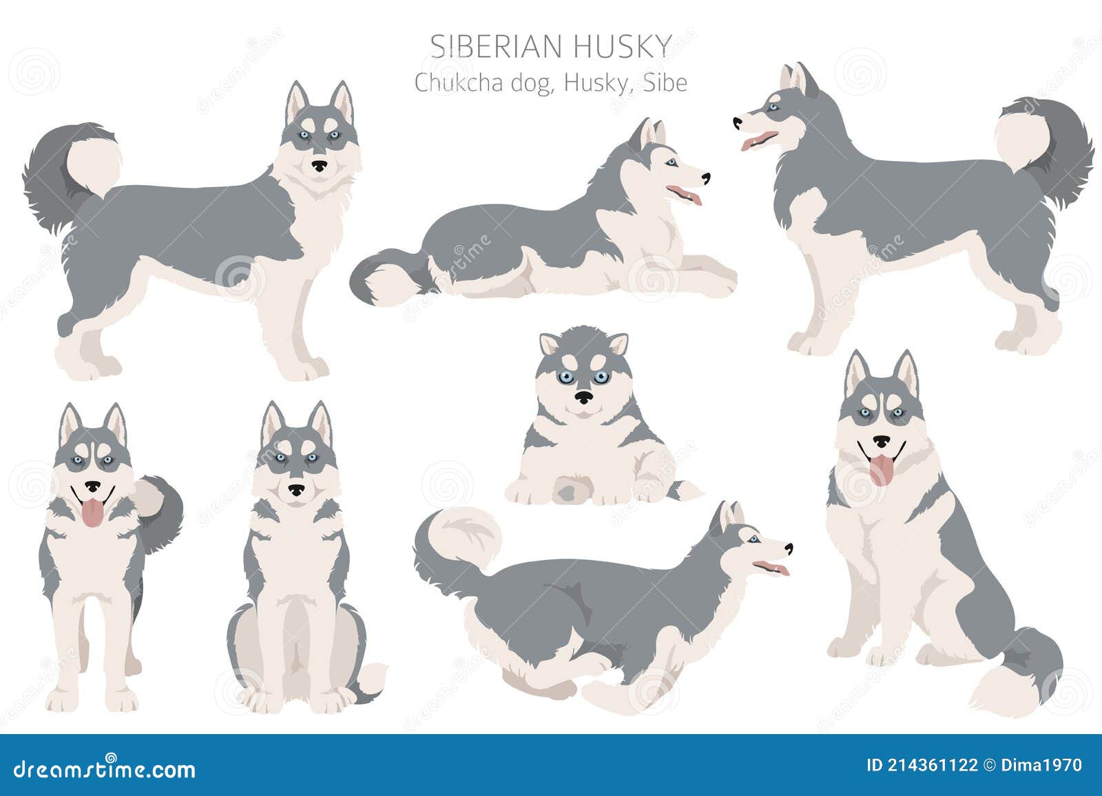 Siberian Husky Poses, Coat Colors Set Stock Vector - Illustration of ...