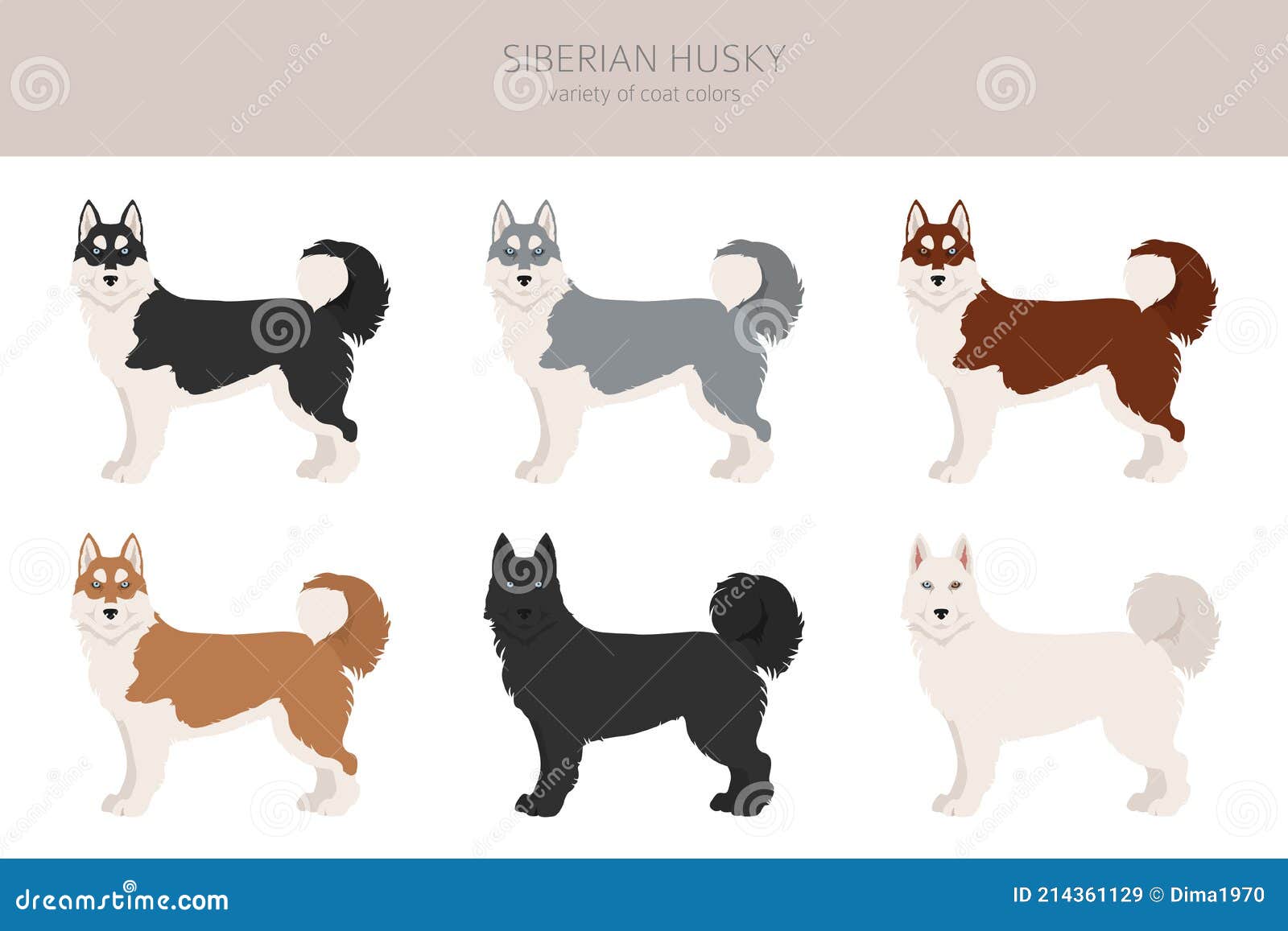 Siberian Husky Poses, Coat Colors Set Stock Vector - Illustration of ...