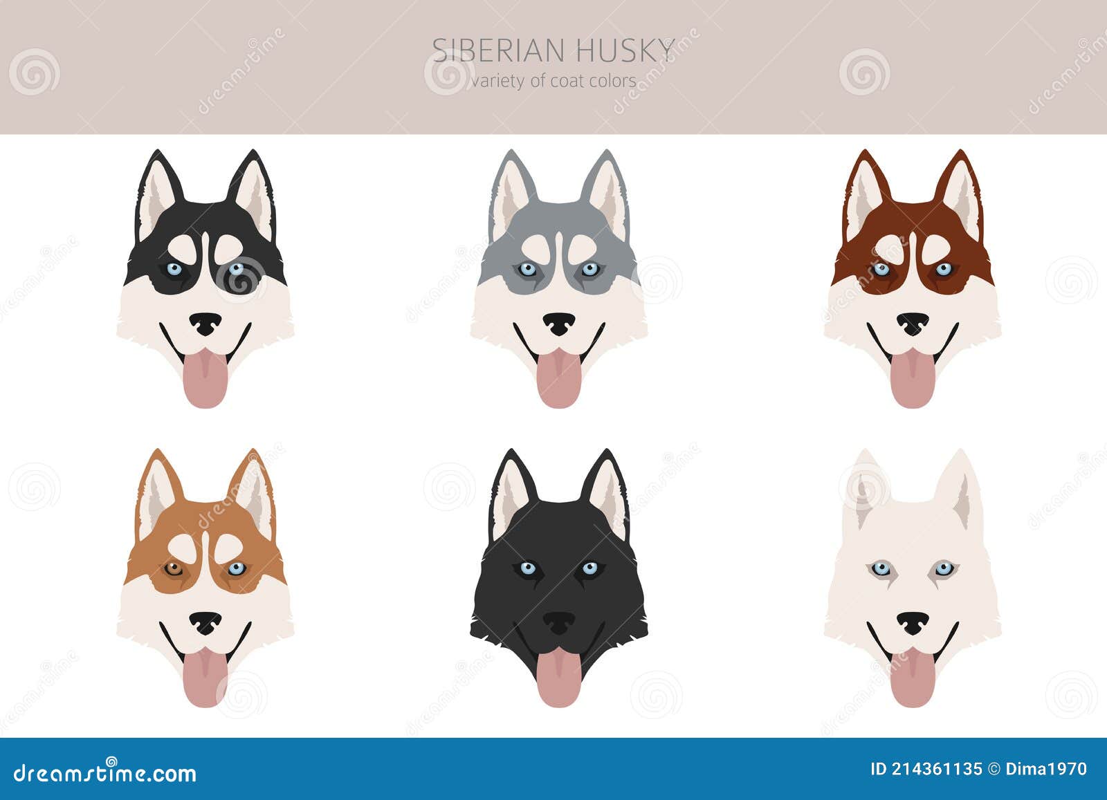 Siberian Husky Poses, Coat Colors Set Stock Vector - Illustration of ...