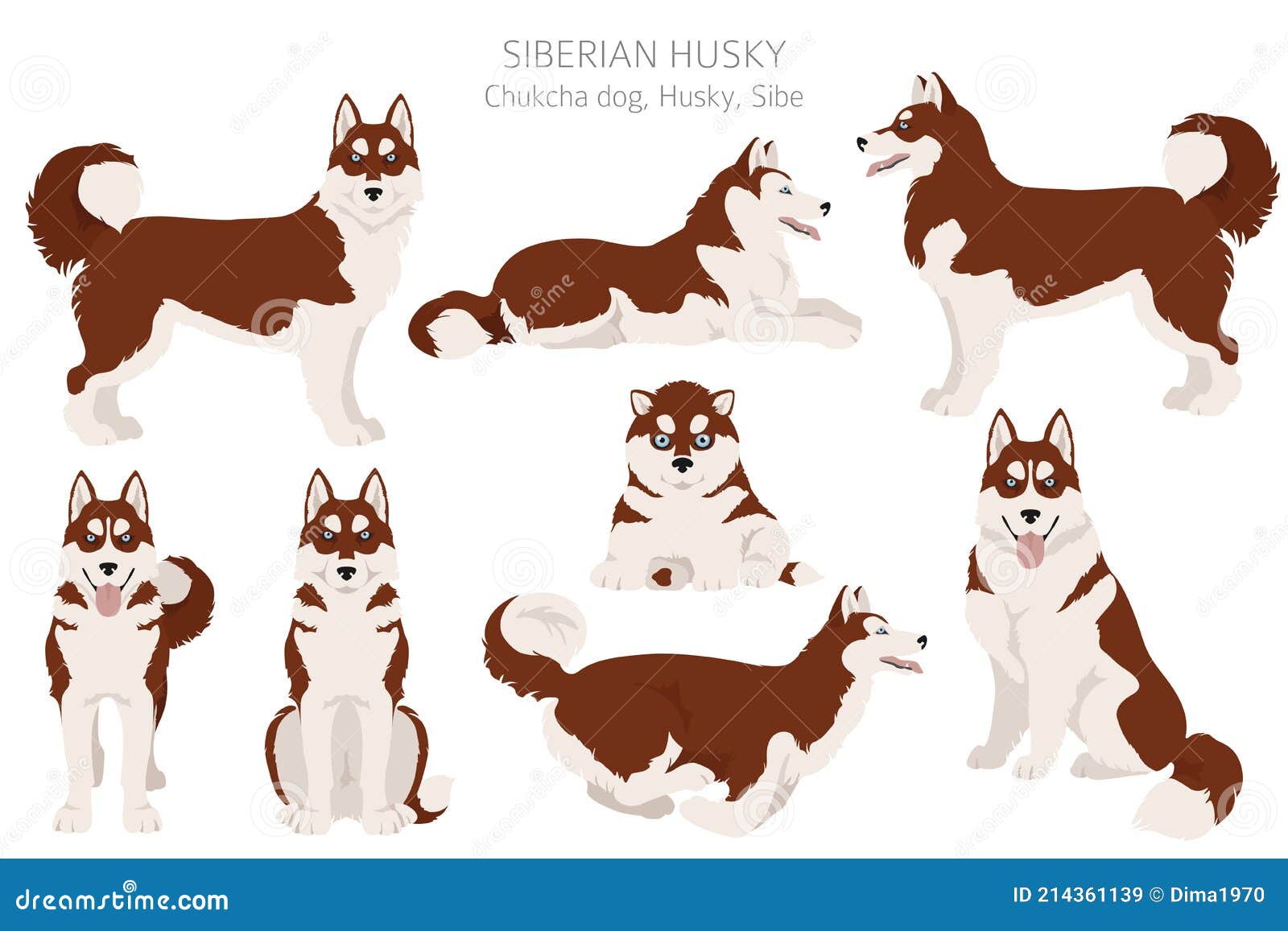 Siberian Husky Poses, Coat Colors Set Stock Vector - Illustration of ...