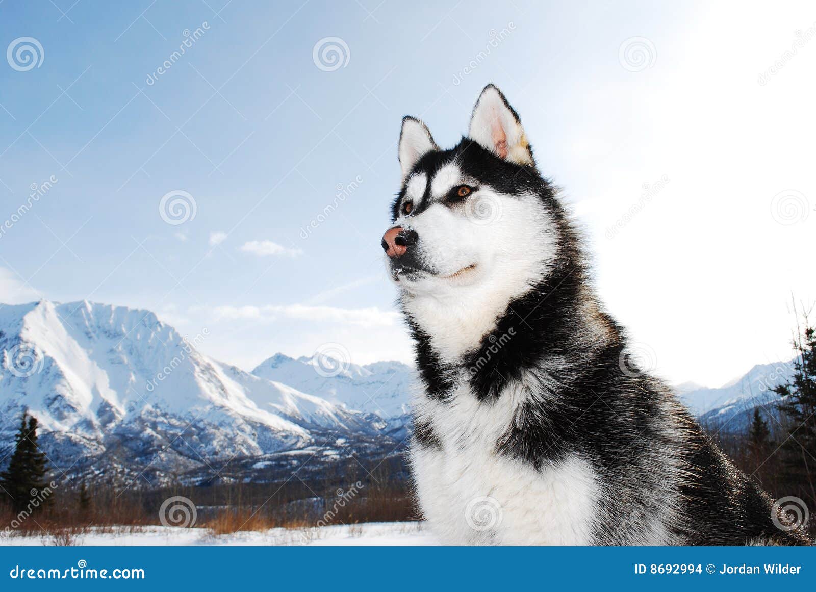 Siberian Husky posing stock photo. Image of colorful, canine - 8692994