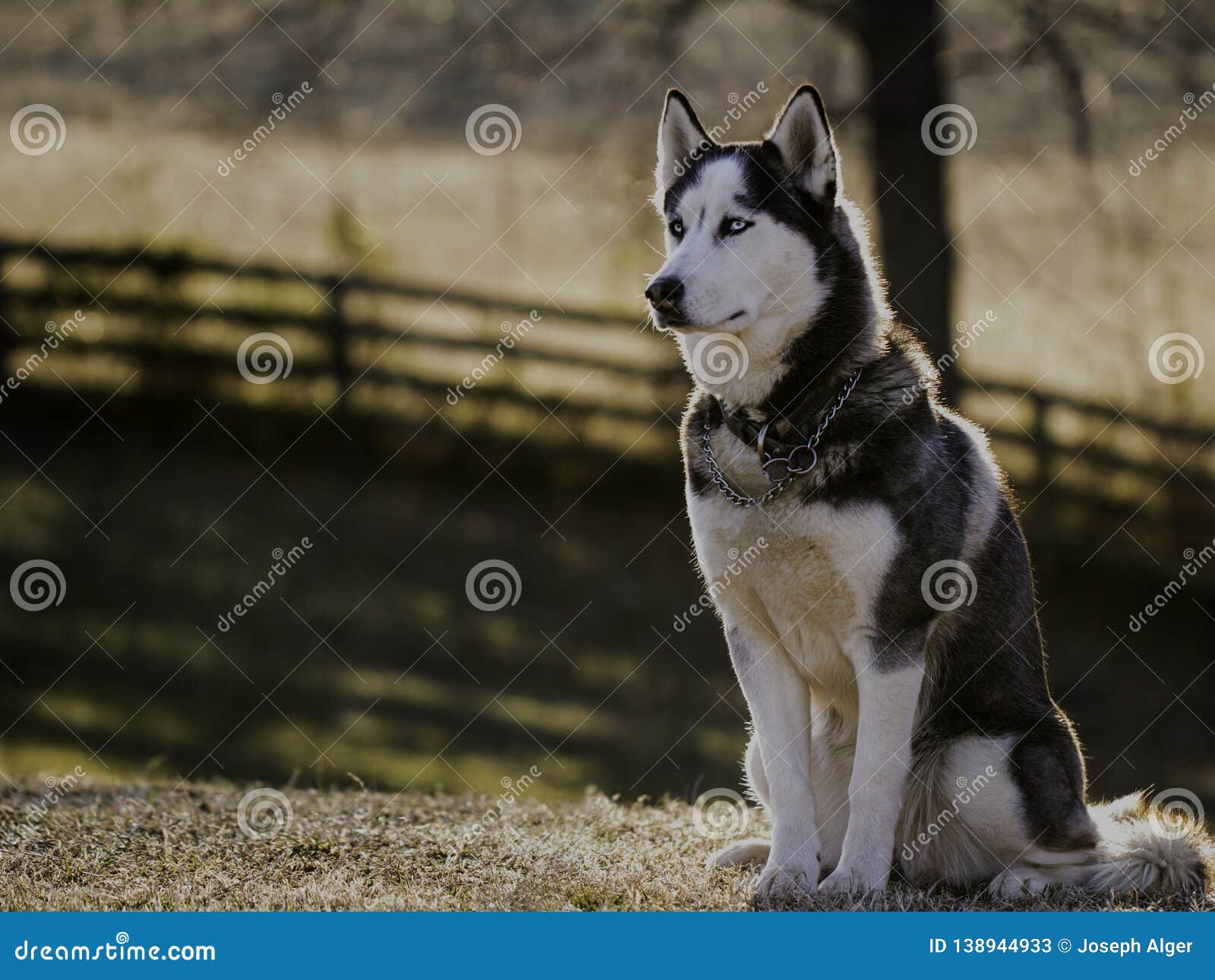Siberian Husky posing stock image. Image of husky, side - 138944933