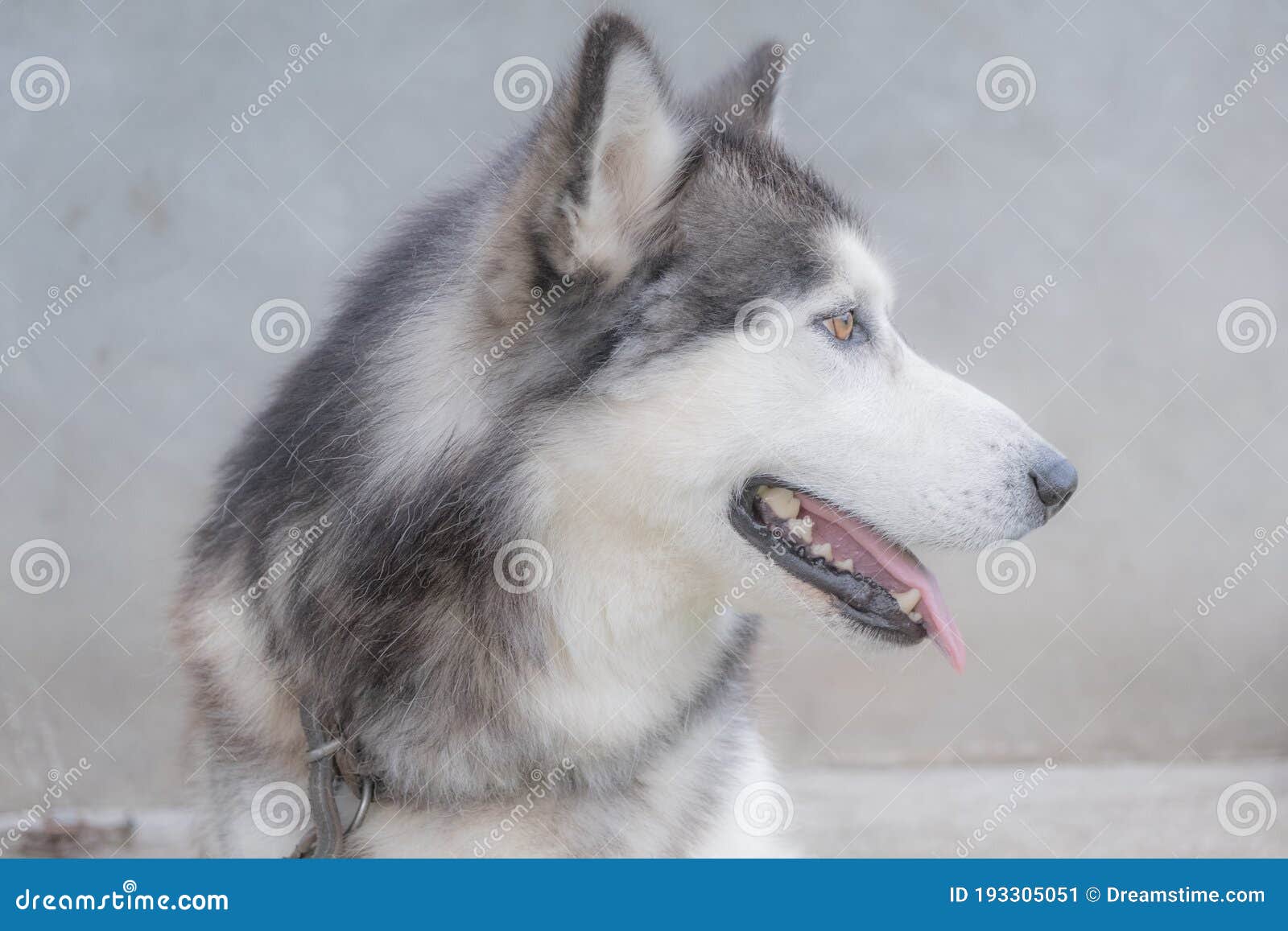 Siberian Husky Profile Face. Selective Focus Stock Image - Image of ...