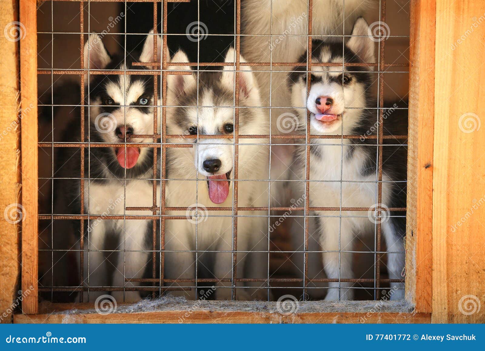 Siberian Husky Puppies in a Cage. Aviary Stock Photo - Image of gray ...