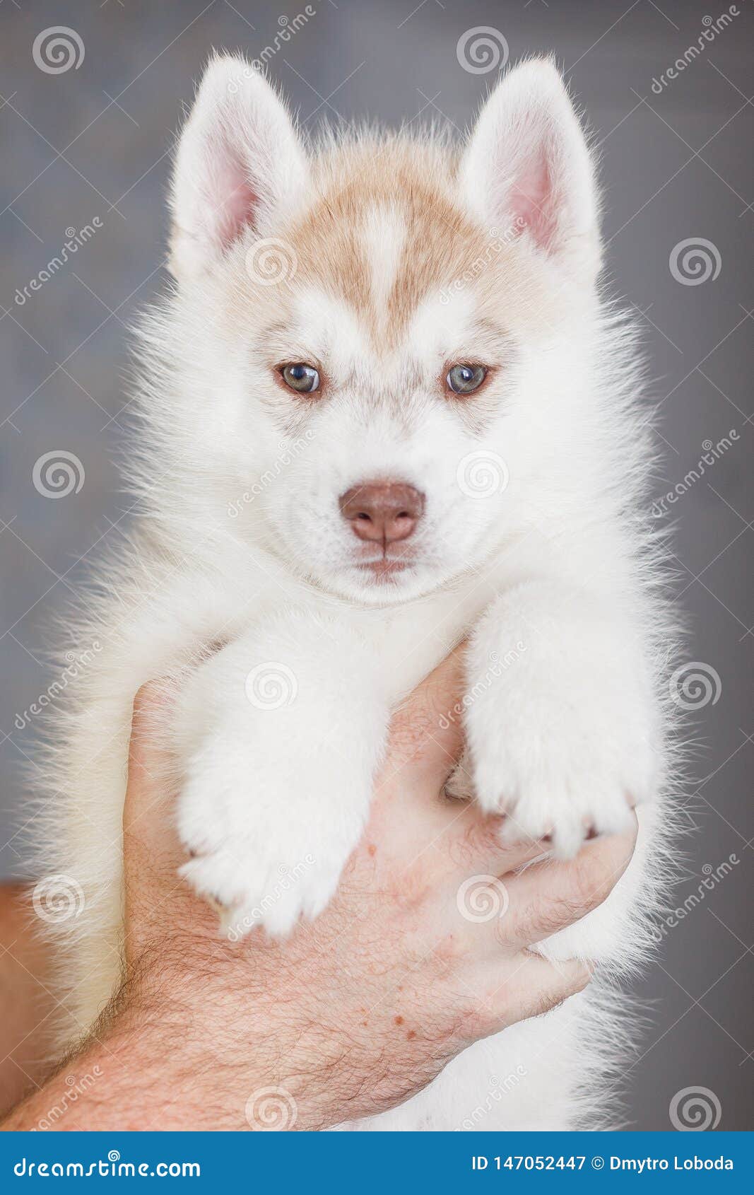 Siberian Husky Puppies 2 Months Old Stock Image - Image of gift ...
