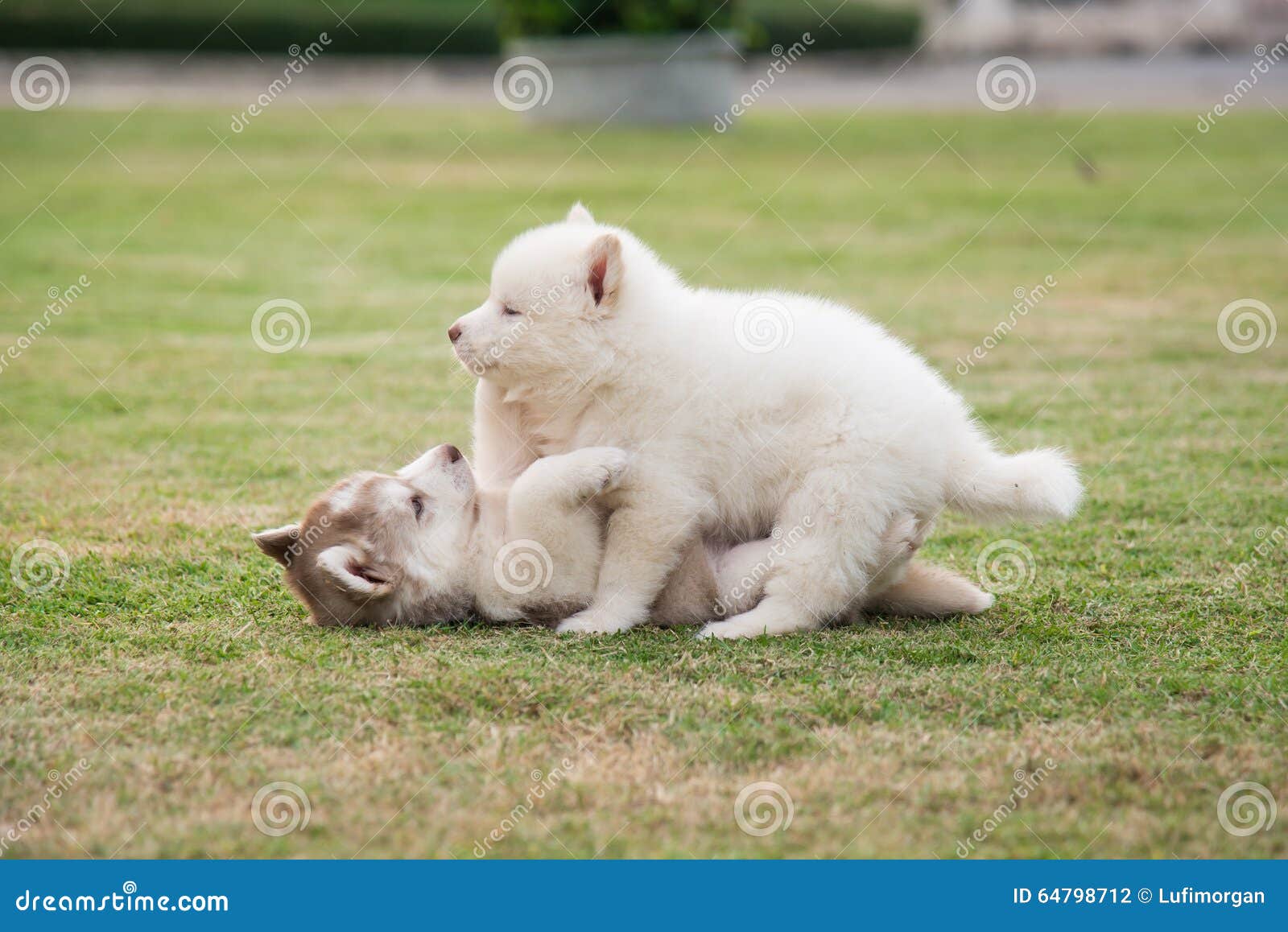 Siberian Husky Puppies Playing on Green Grass Stock Photo - Image of ...