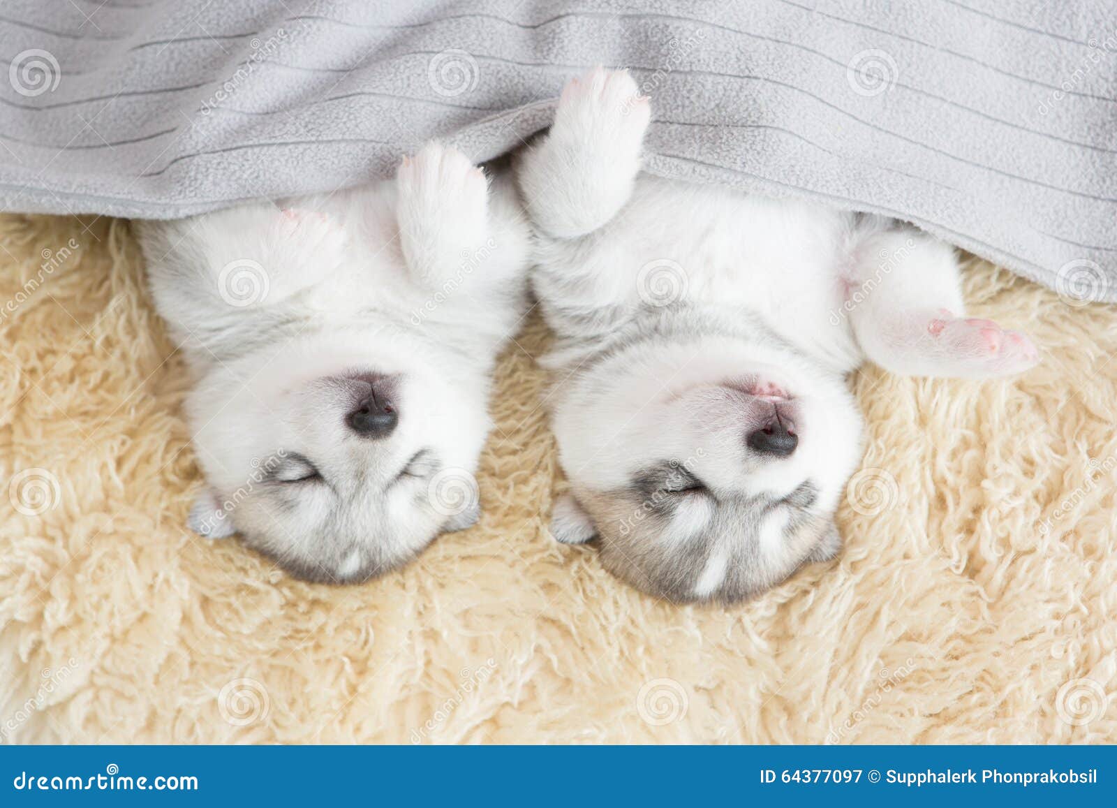 Siberian Husky Puppies Sleeping with Isolated Background Stock Image ...