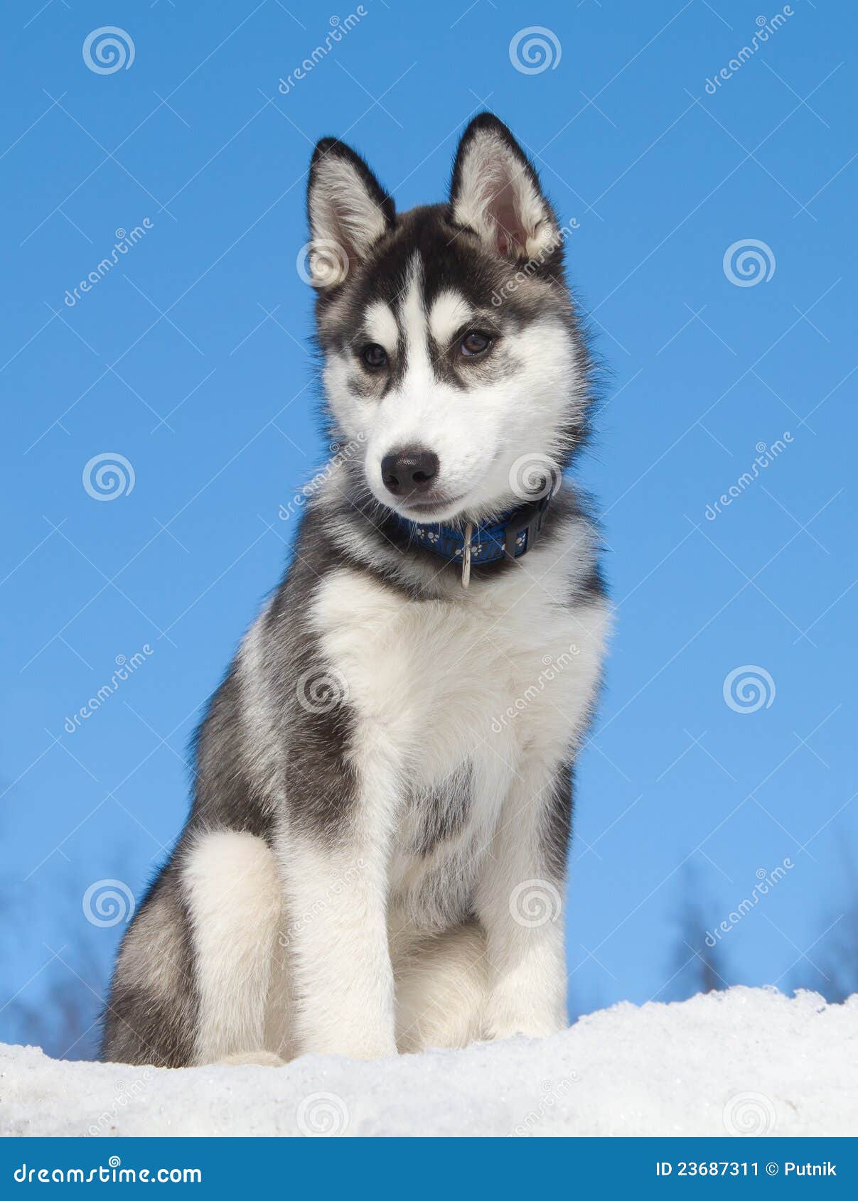Siberian Husky Puppy stock image. Image of small, loyalty - 23687311