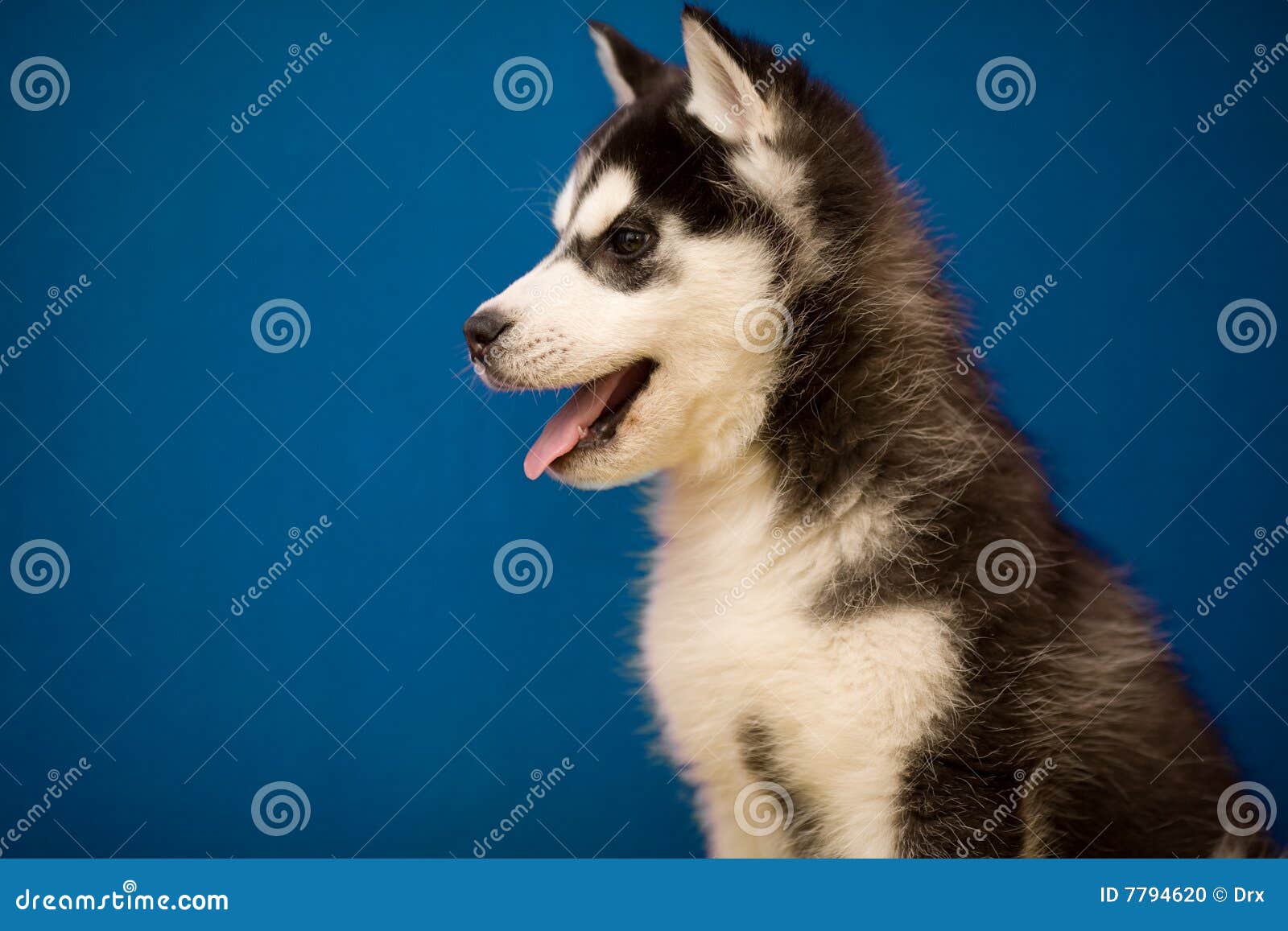 Husky Puppy Royalty-Free Stock Photography | CartoonDealer.com #19209701
