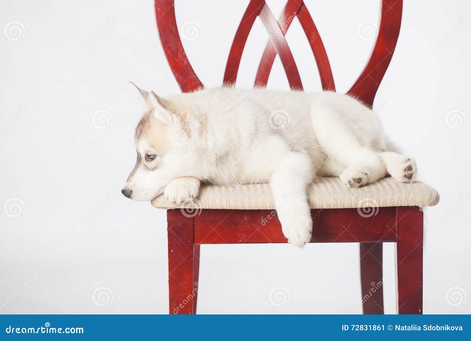 Siberian Husky puppy stock image. Image of puppy, eyes - 72831861