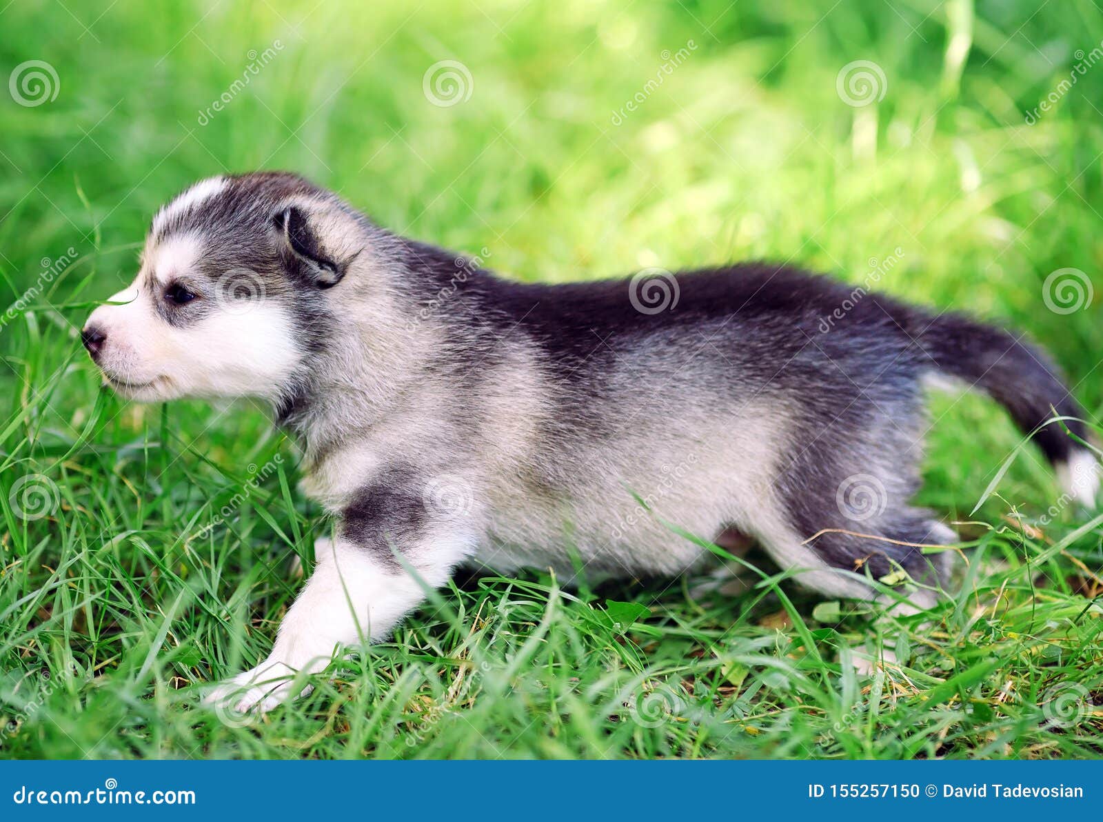 Siberian Husky Puppy on a Green Grass. Stock Photo - Image of alaskan ...