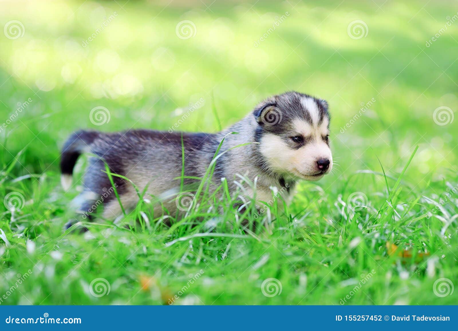 Siberian Husky Puppy on a Green Grass. Stock Photo - Image of funny ...