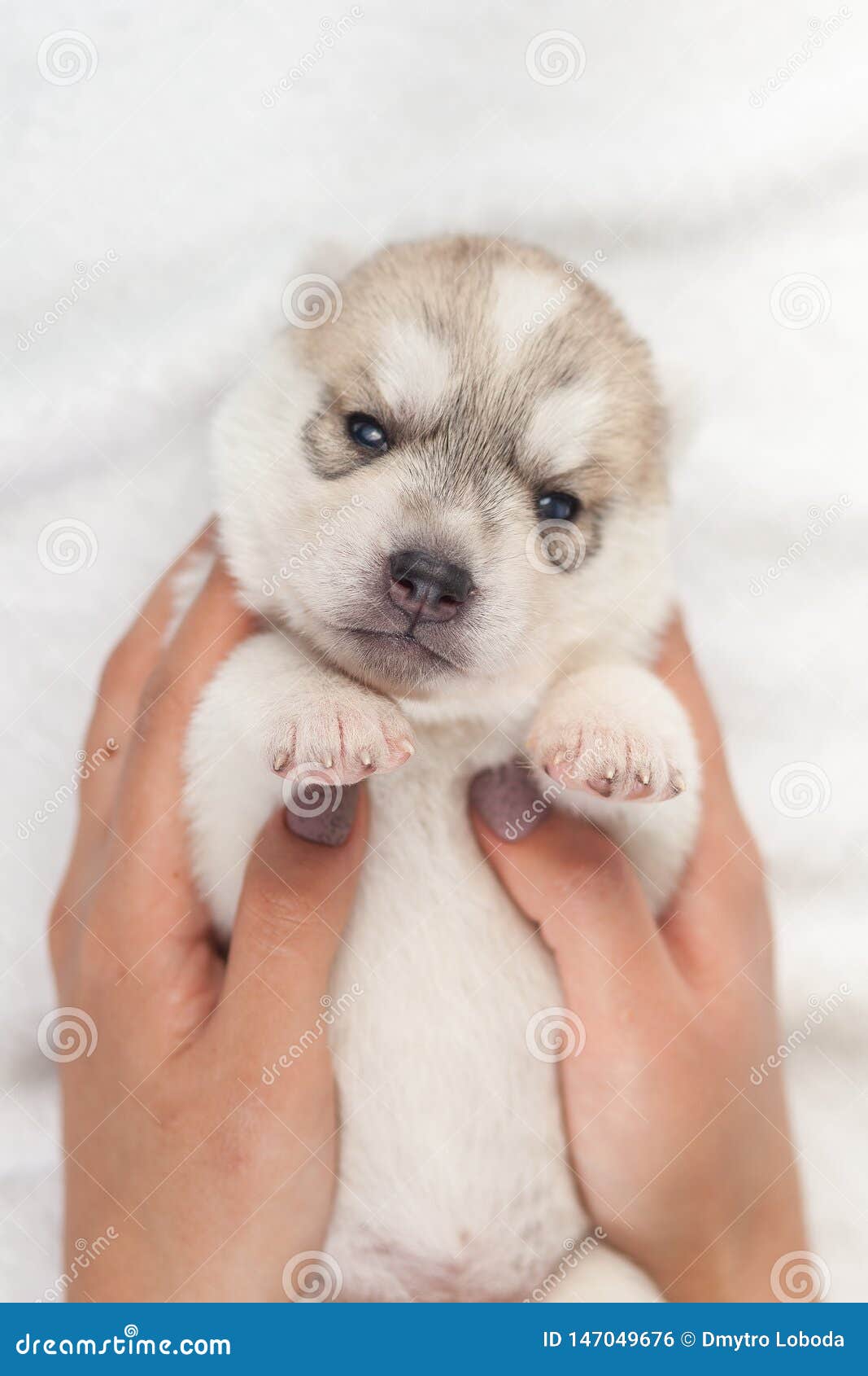 Siberian Husky Puppy in Hands Stock Photo - Image of breeder, mammal ...