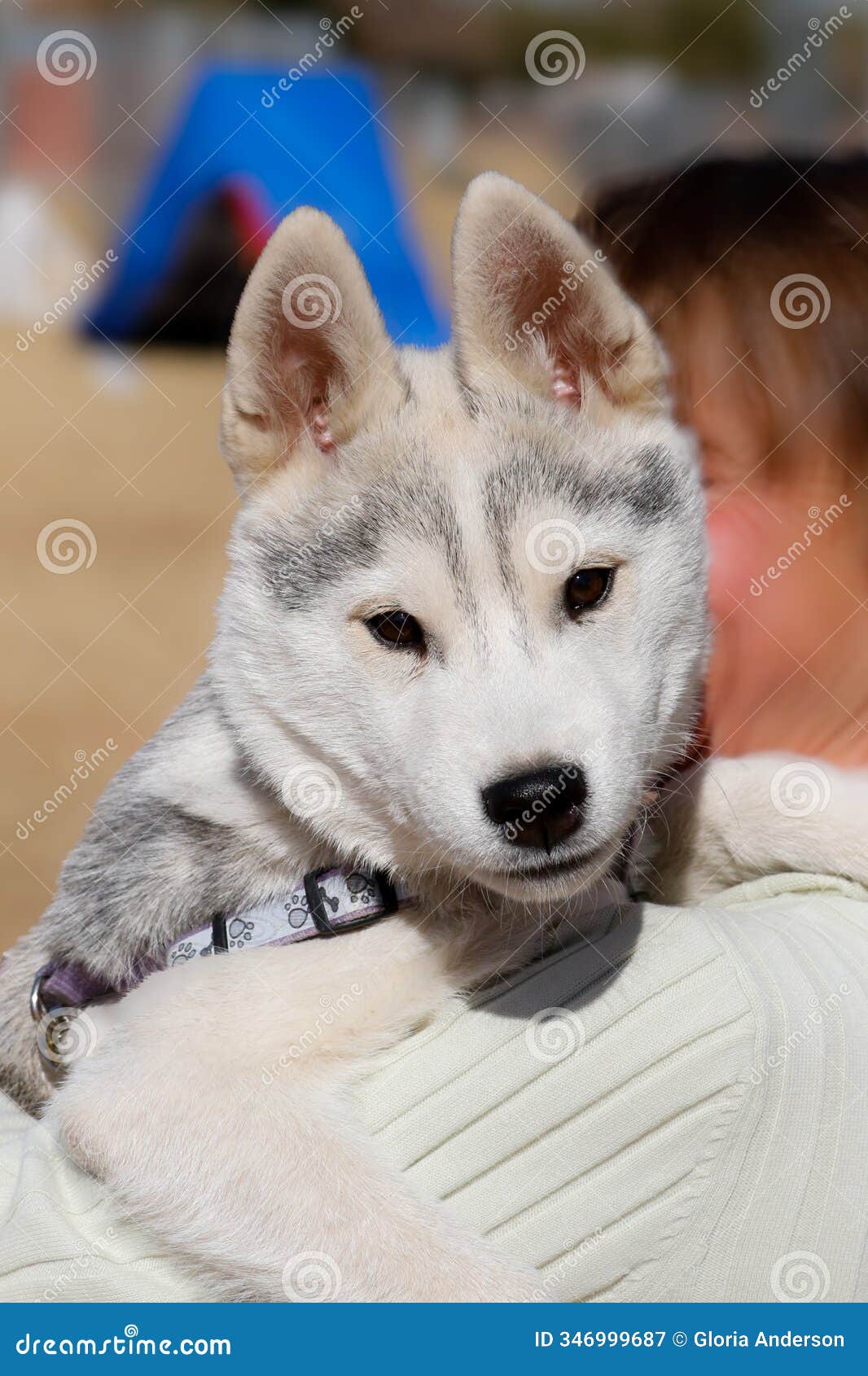 Siberian Husky Puppy Looking at the Camera Stock Image - Image of ...