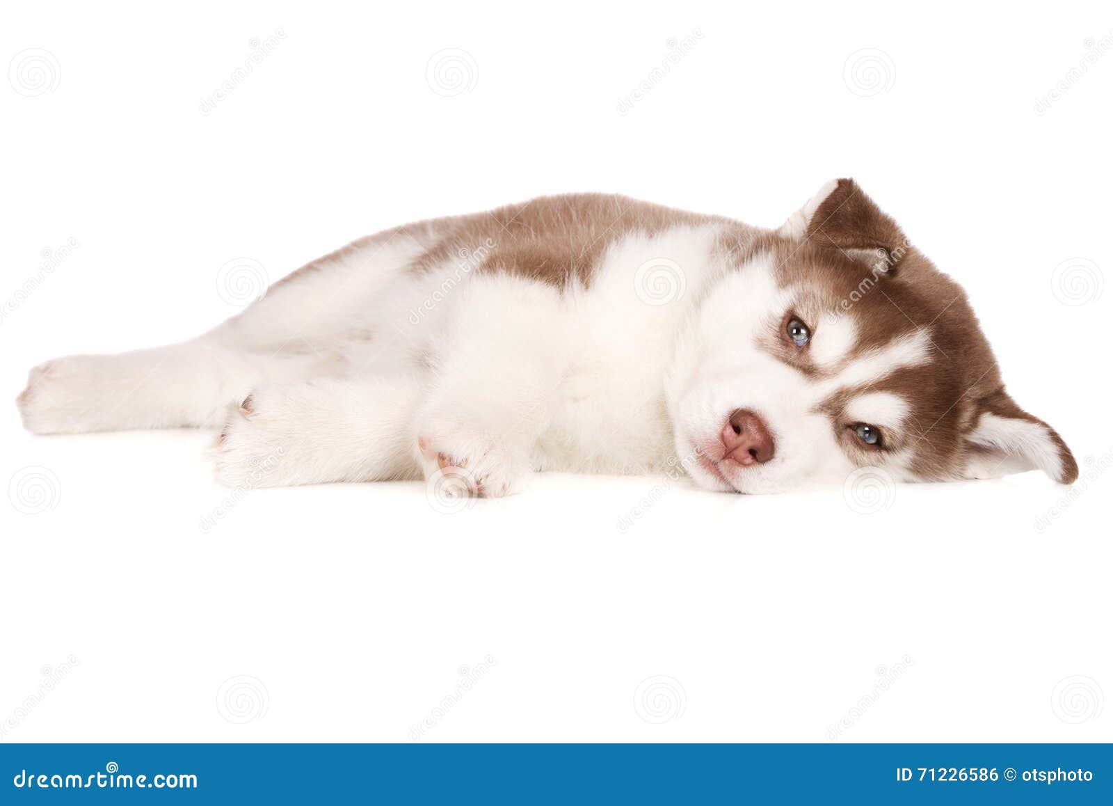 586 Siberian Husky Puppy Lying Down White Photos - Free & Royalty-Free ...