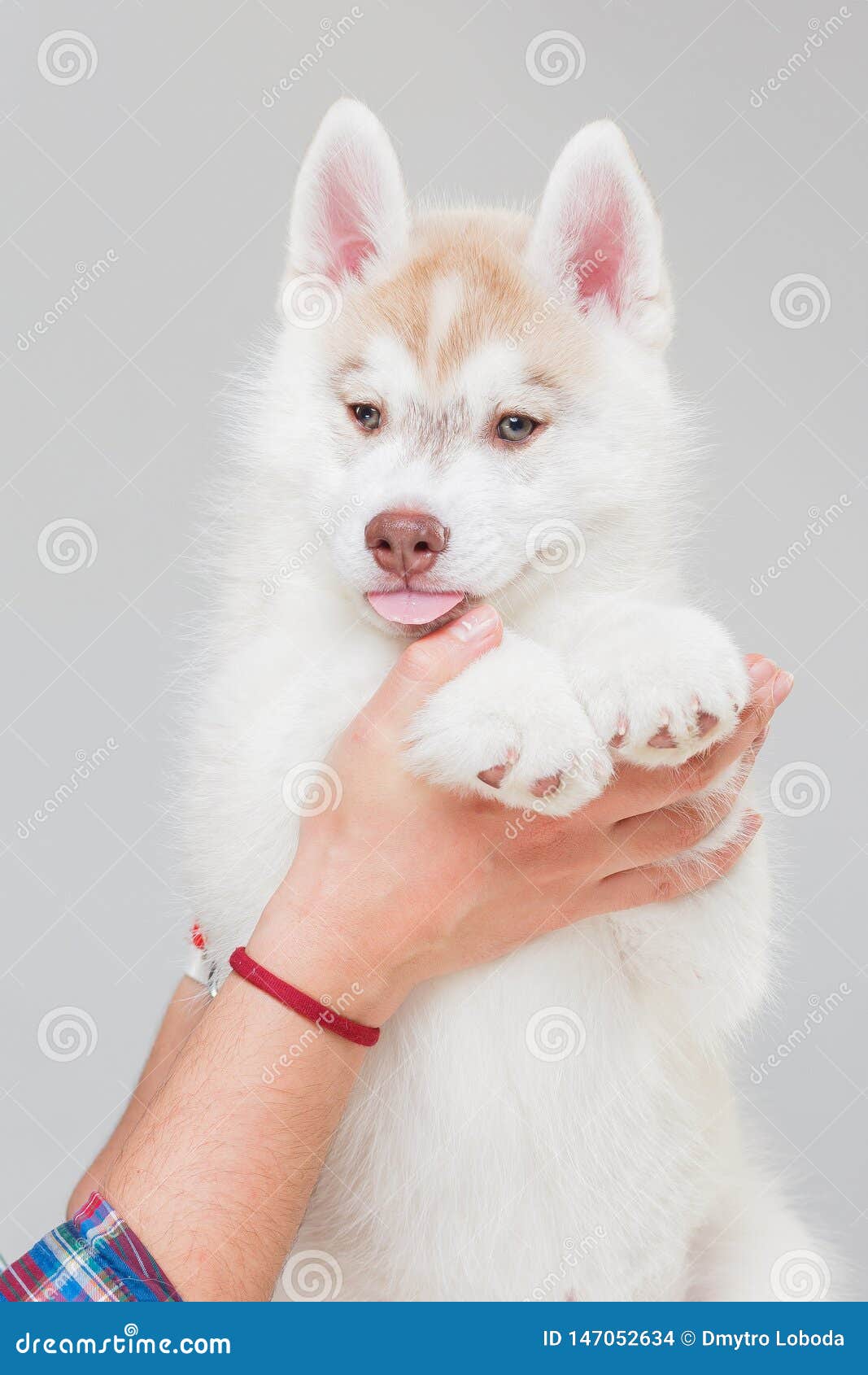 Siberian Husky Puppy 2 Month Old Stock Photo - Image of muzzle ...