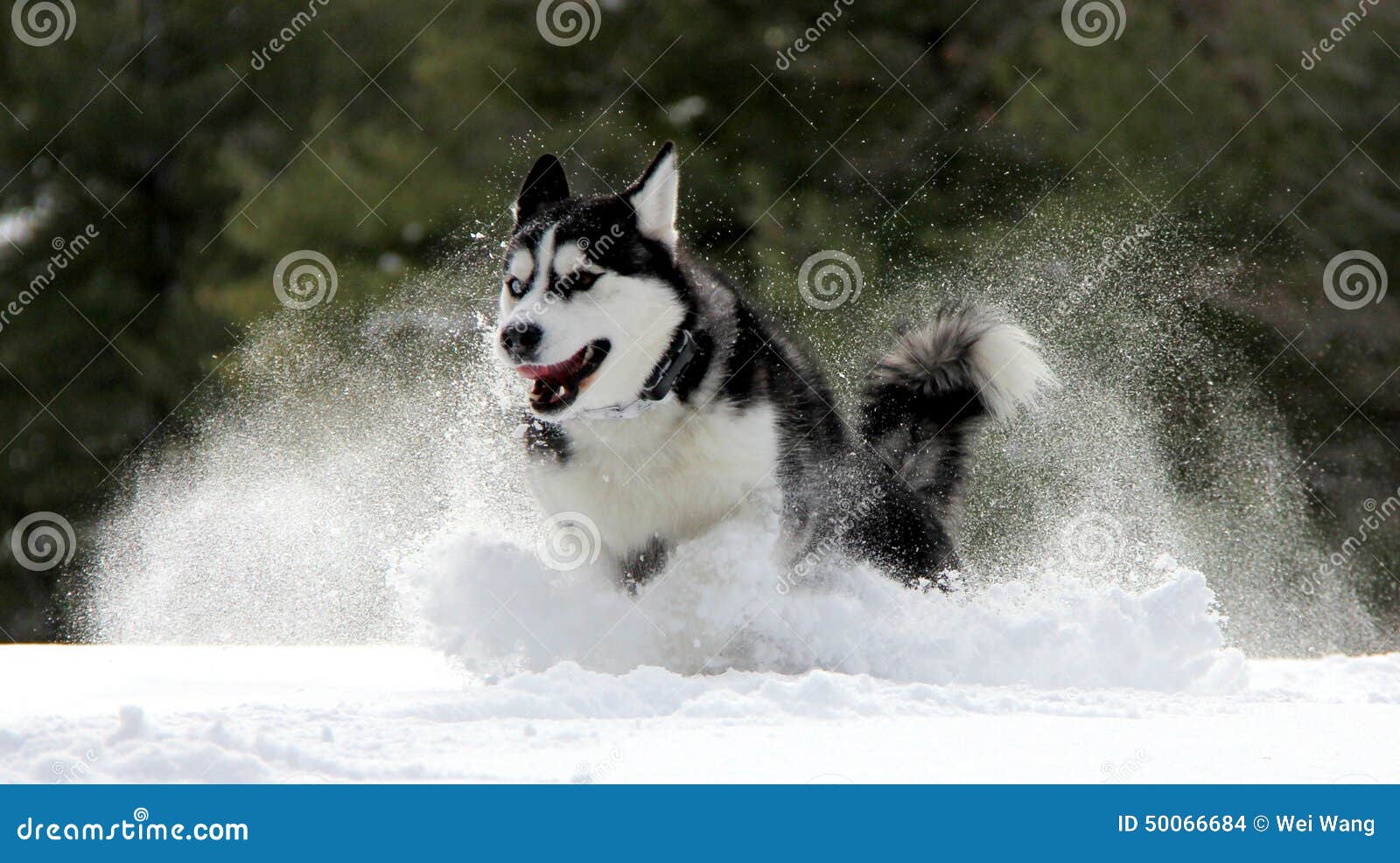 Siberian Husky stock photo. Image of husky, white, collored - 50066684