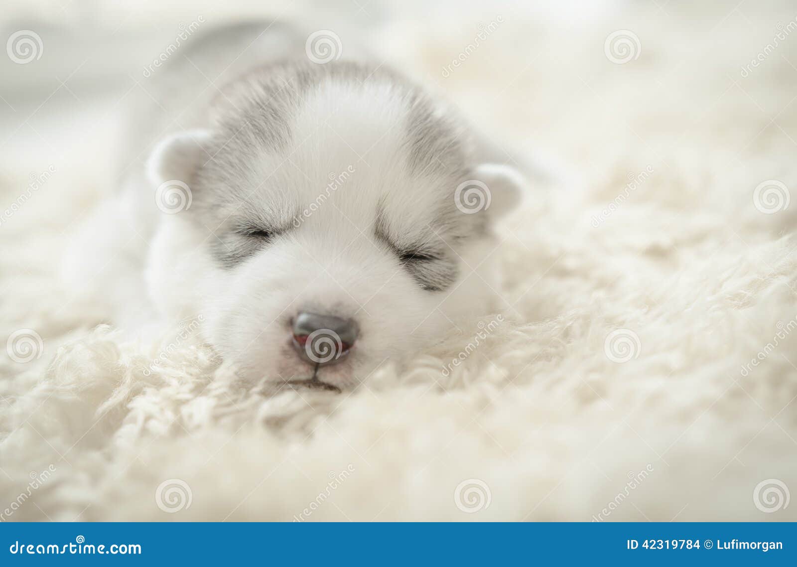 Siberian Husky Puppy Sleeping Stock Photo - Image of lovable, comfort ...