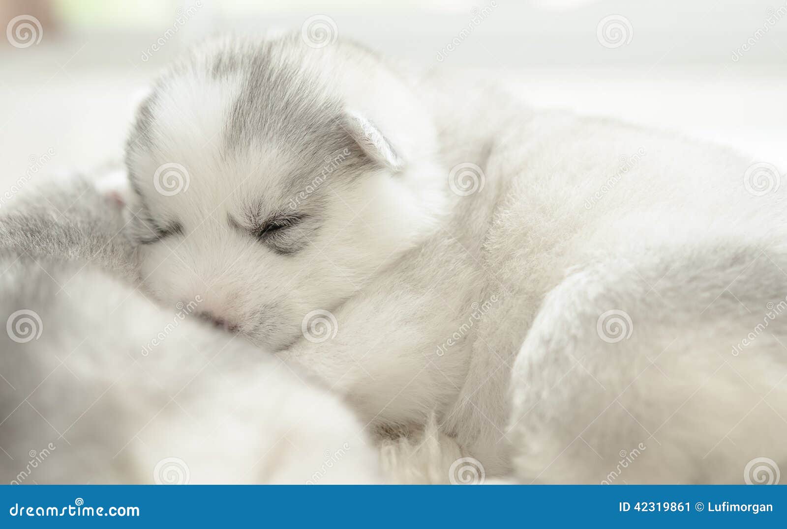 Siberian Husky Puppy Sleeping Stock Image - Image of breed, sleep: 42319861