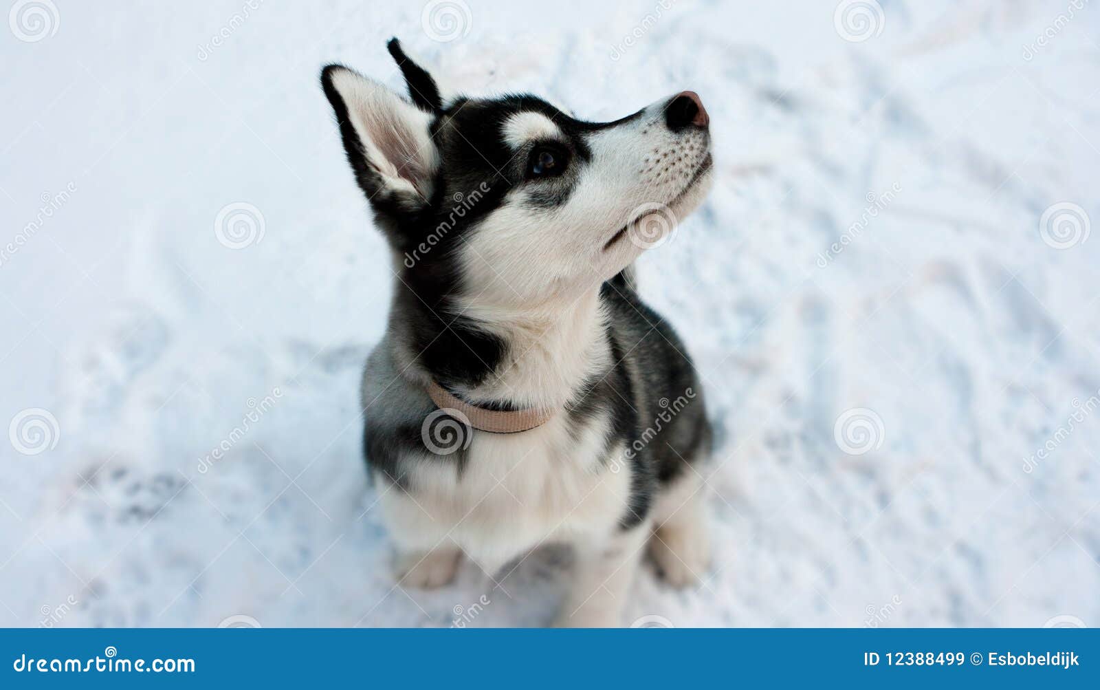 Siberian Husky Puppy in Snow Stock Image - Image of mammal, friend ...