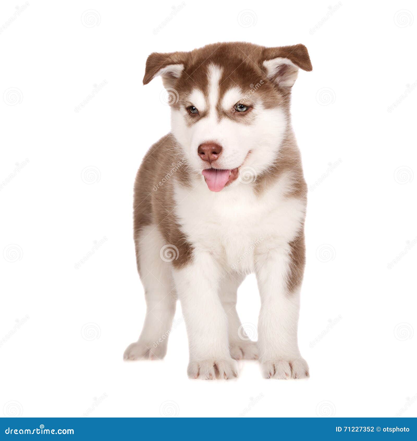 Siberian Husky Puppy Standing on White Stock Photo - Image of cute ...