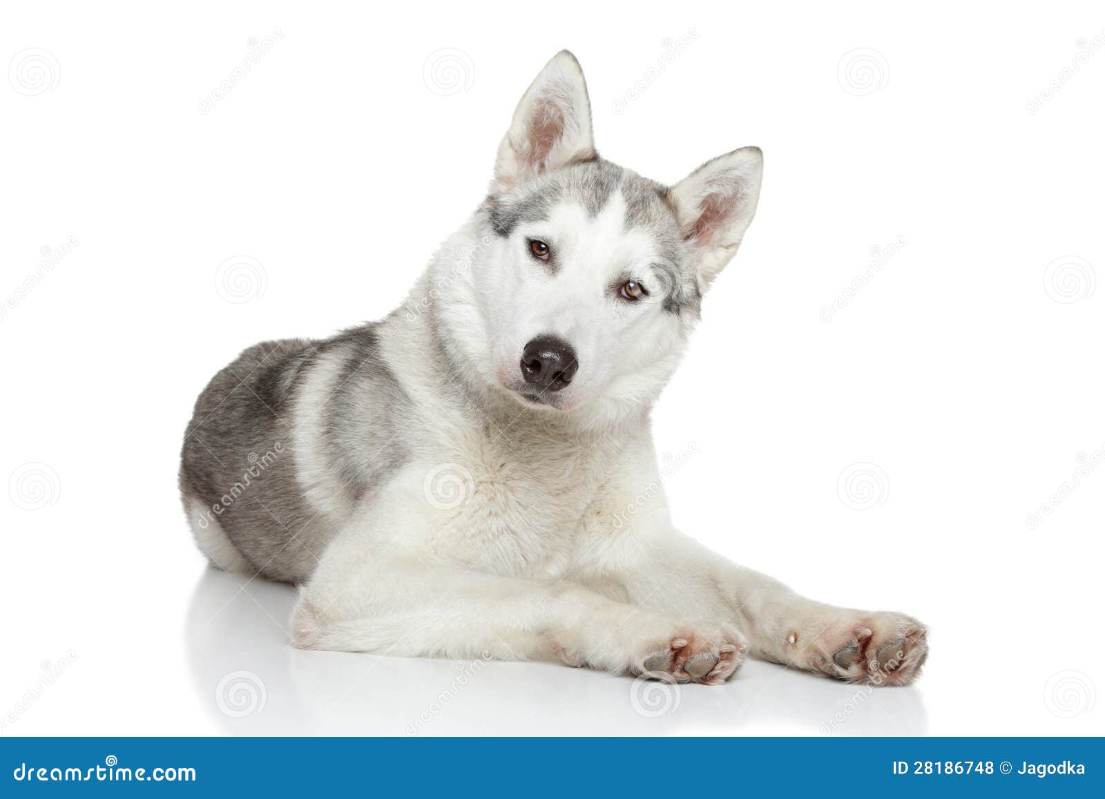 2,470 Husky Resting Effort Stock Photos - Free & Royalty-Free Stock ...