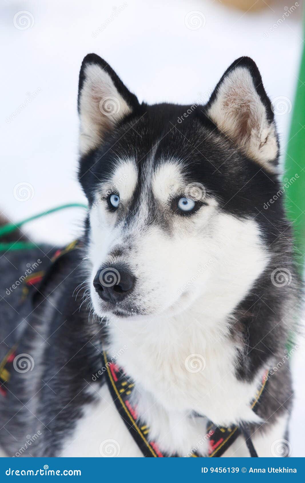 Siberian Husky riding dog stock image. Image of animal - 9456139