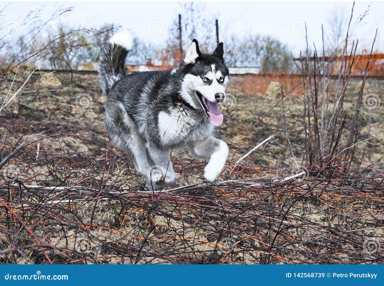 Siberian husky running stock image. Image of smile, grass - 142568739