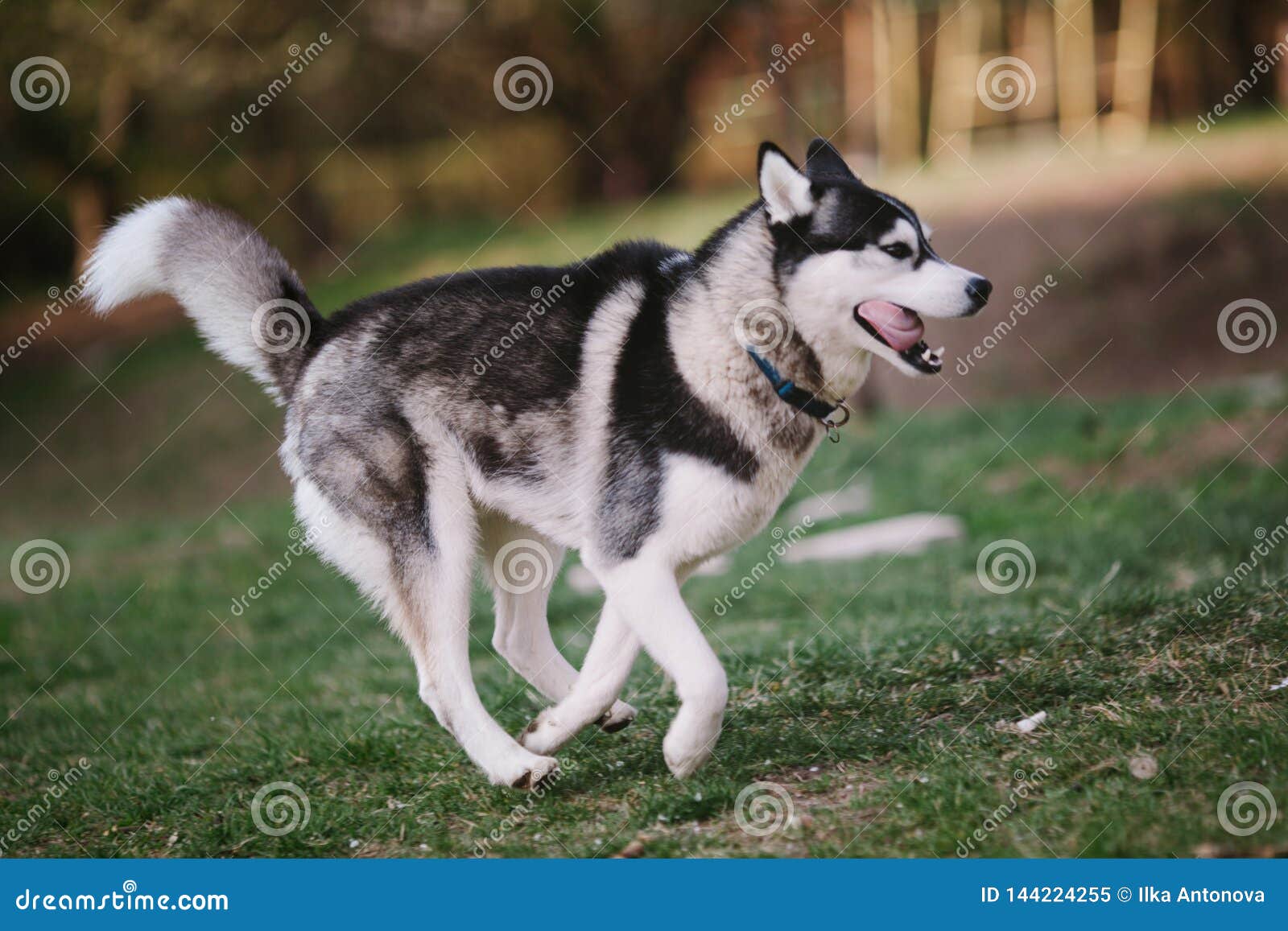 Husky Is Running Through The Grass. Close-up. The Dog Walks In Nature ...
