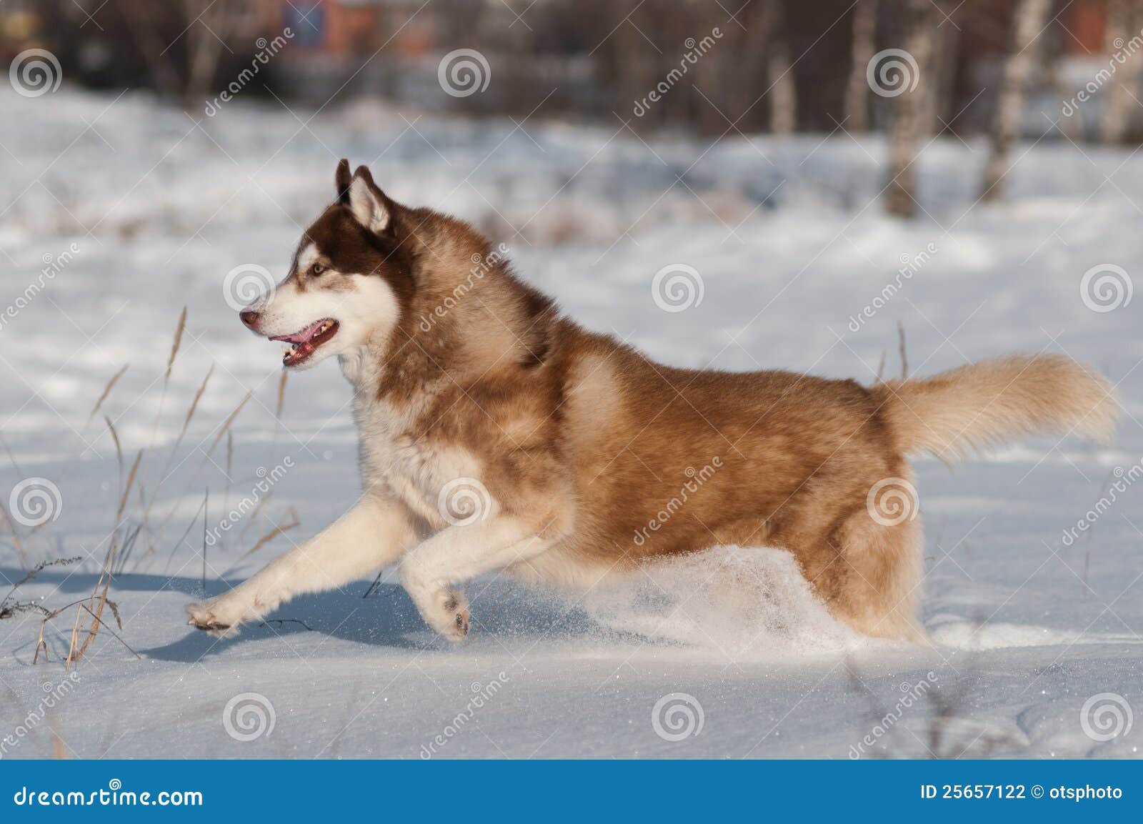 Siberian Husky Running In The Snow Stock Photo - Image of fantastic ...