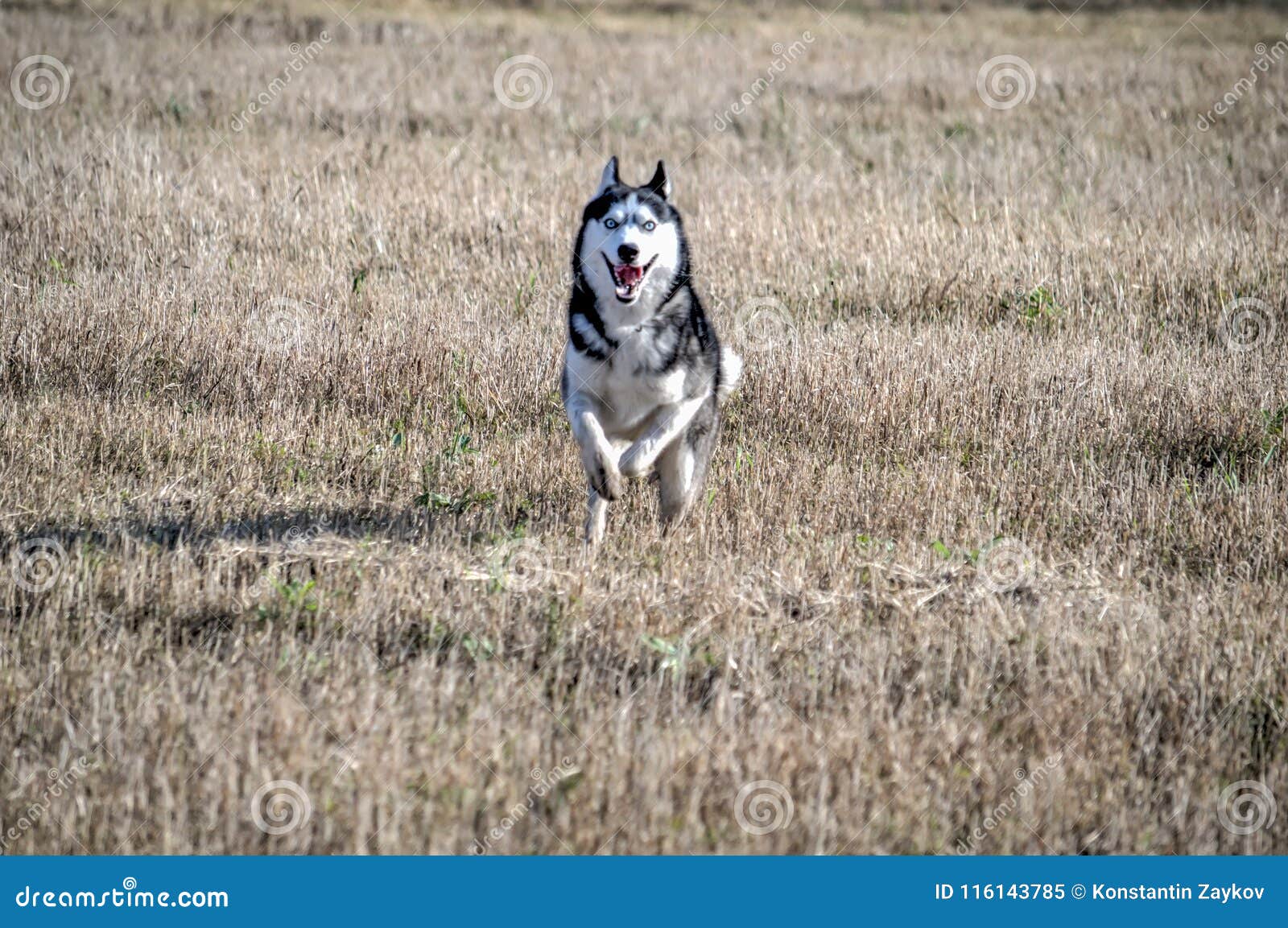 Husky Is Running Through The Grass. Close-up. The Dog Walks In Nature ...