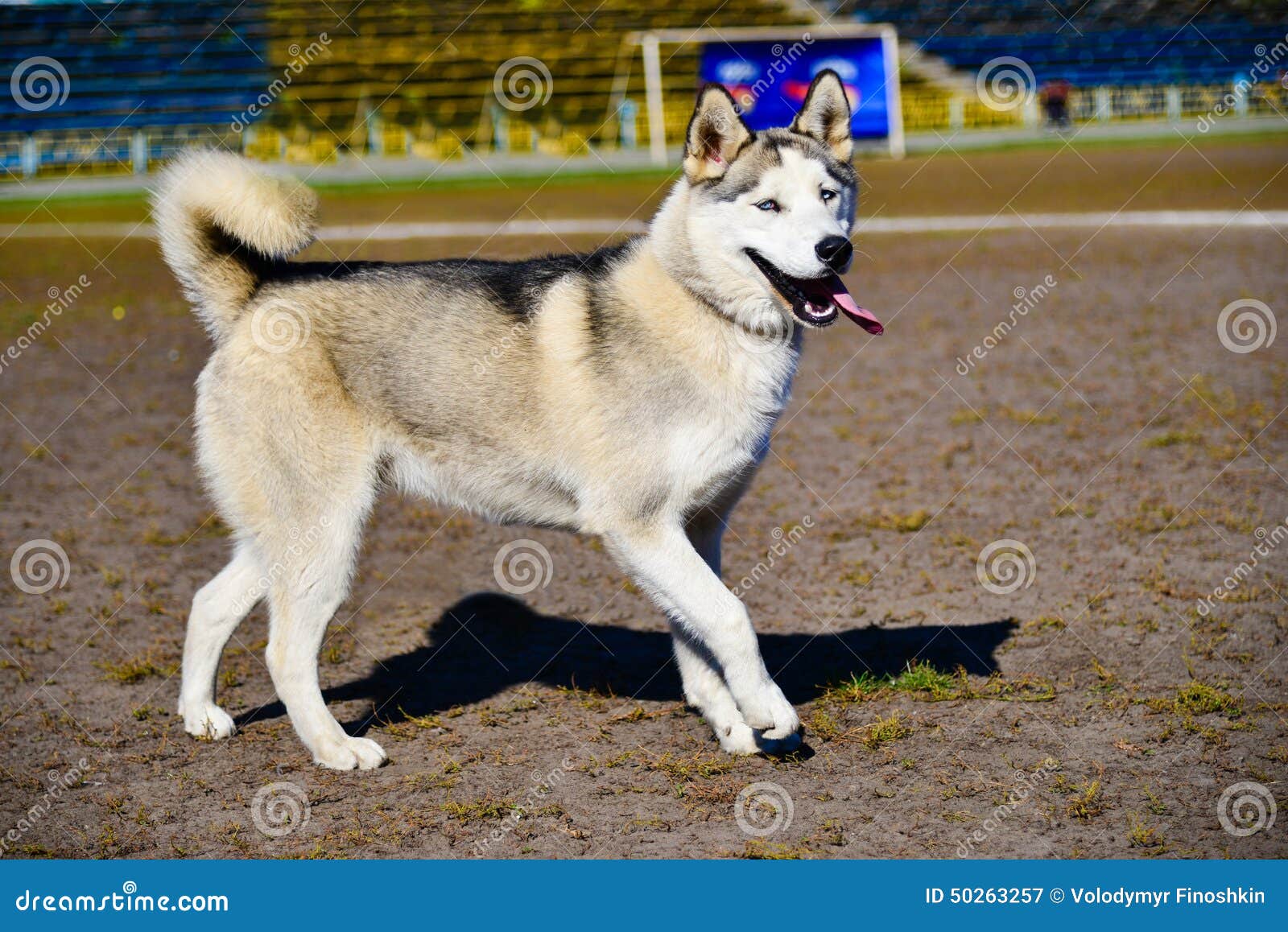 Siberian husky. stock image. Image of color, alaska, eyes - 50263257