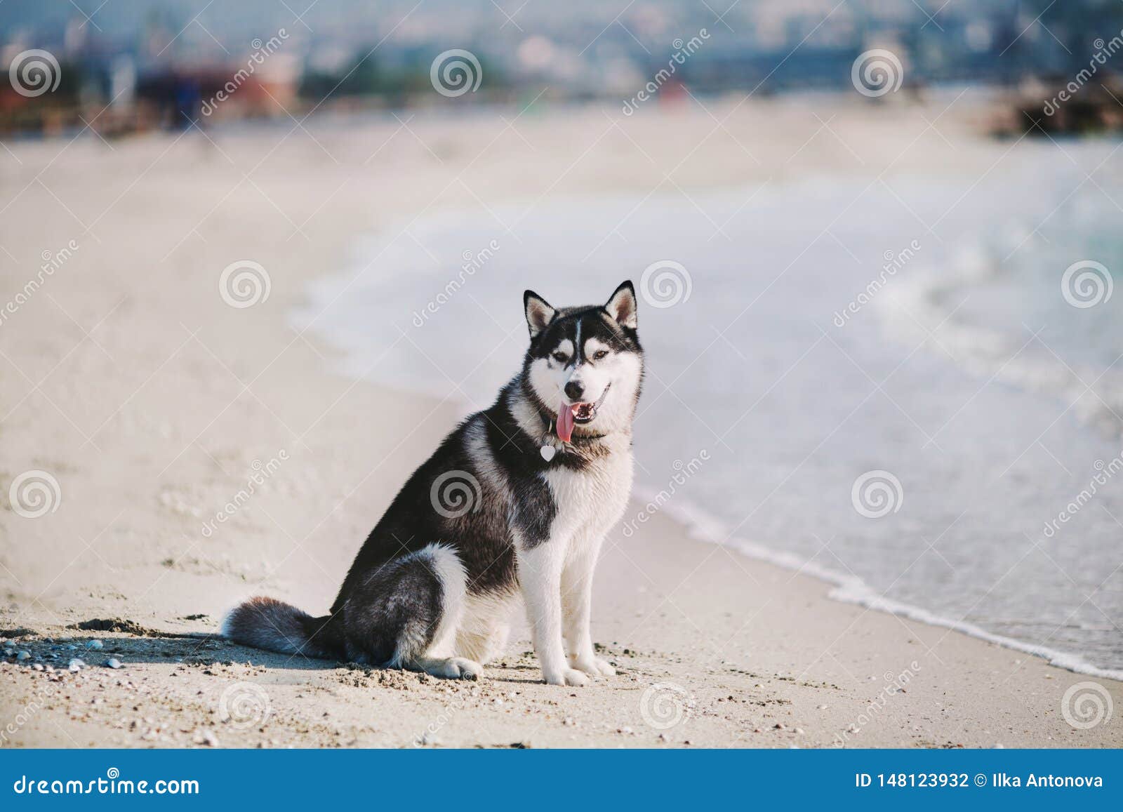 Siberian Husky Sitting on the Beach Stock Photo - Image of wilderness ...