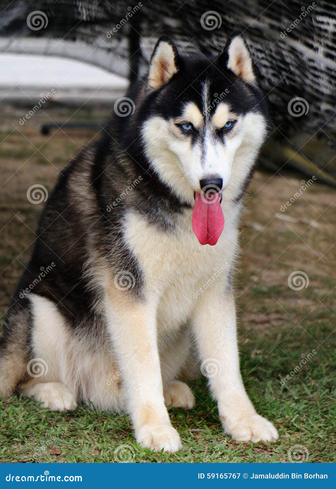 Siberian Husky sitting stock image. Image of nature, waiting - 59165767