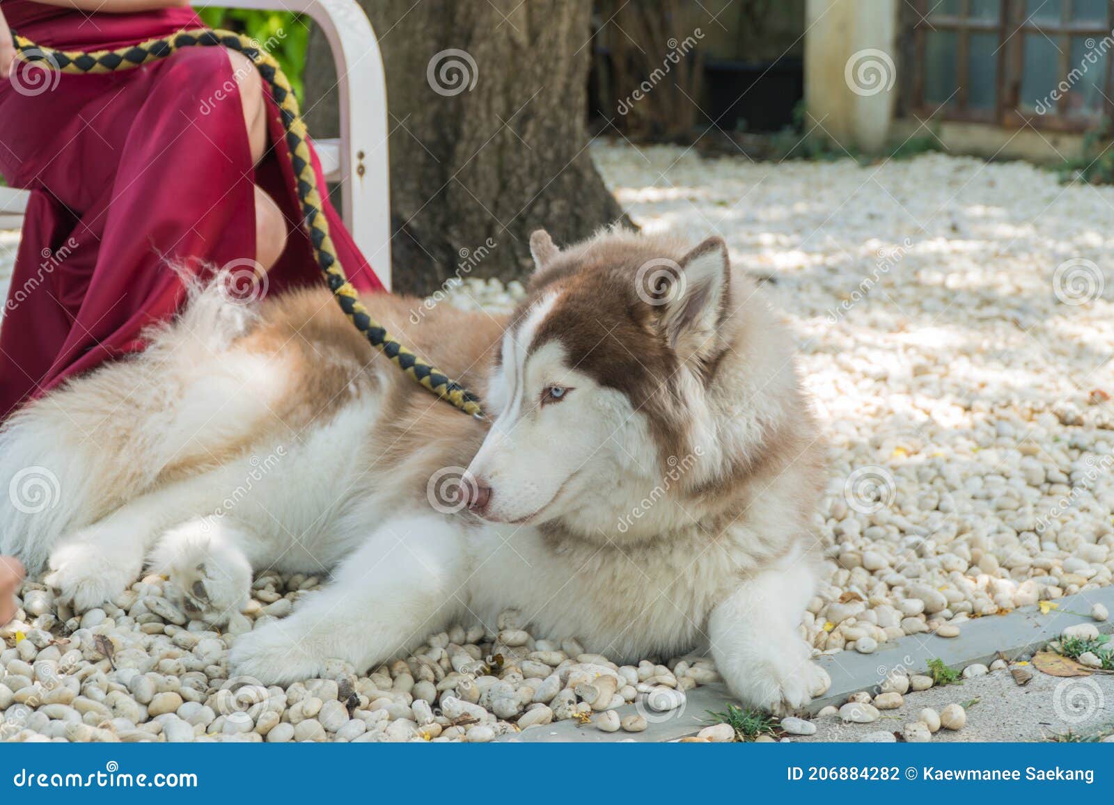 Siberian Husky Sitting in the Morning Garden Stock Photo - Image of ...