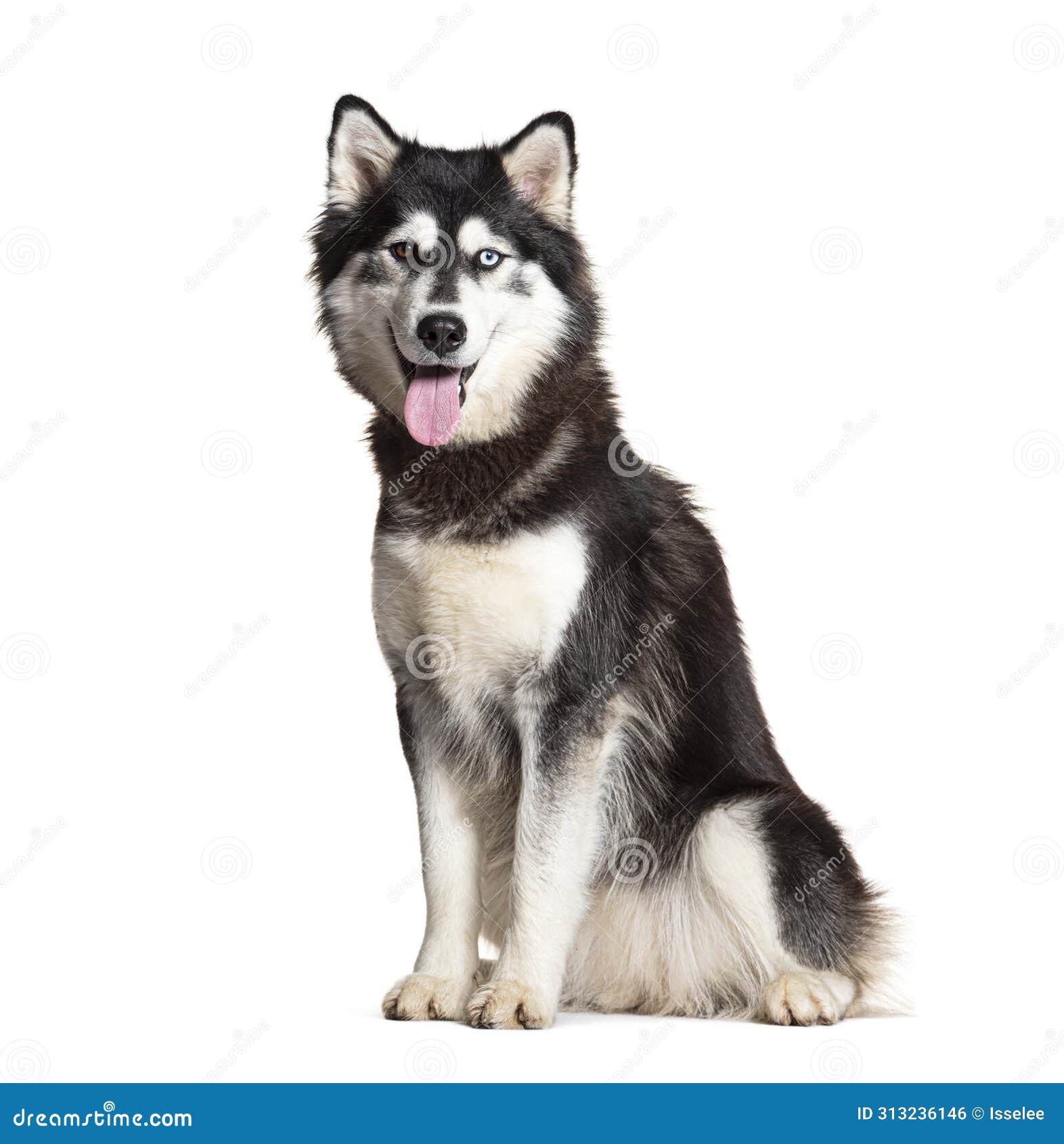 Siberian Husky Sitting Panting and Looking at the Camera, Isolated on ...