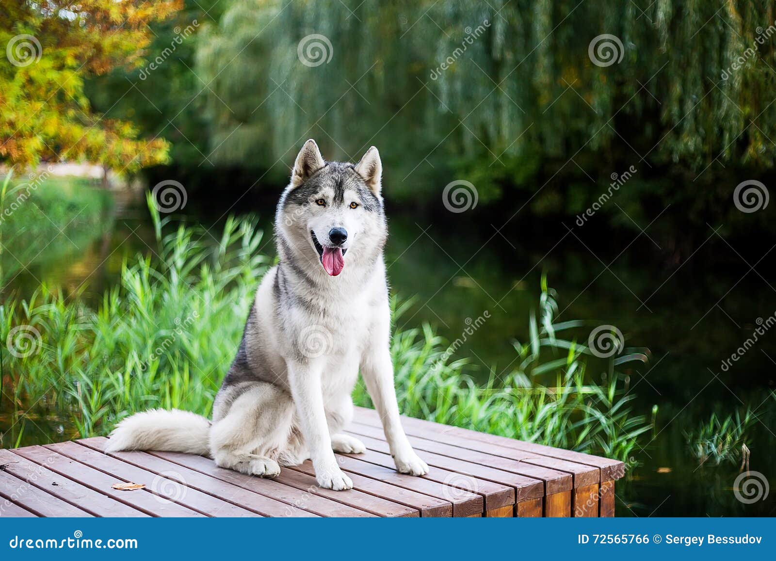 Siberian husky sitting stock photo. Image of outdoor - 72565766