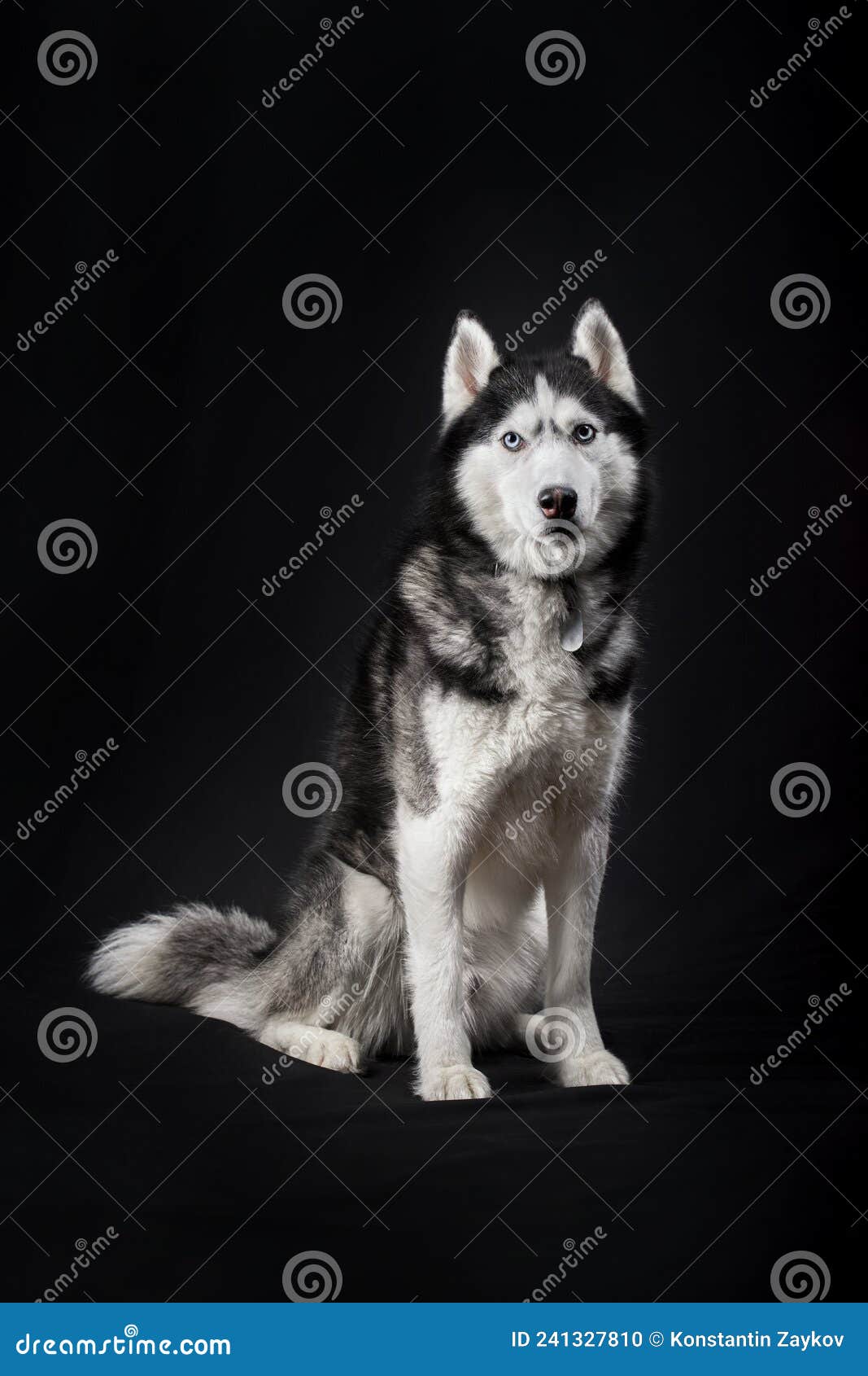 Siberian Husky Sitting, 6 Years Old , Isolated on Bkack. Stock Photo ...