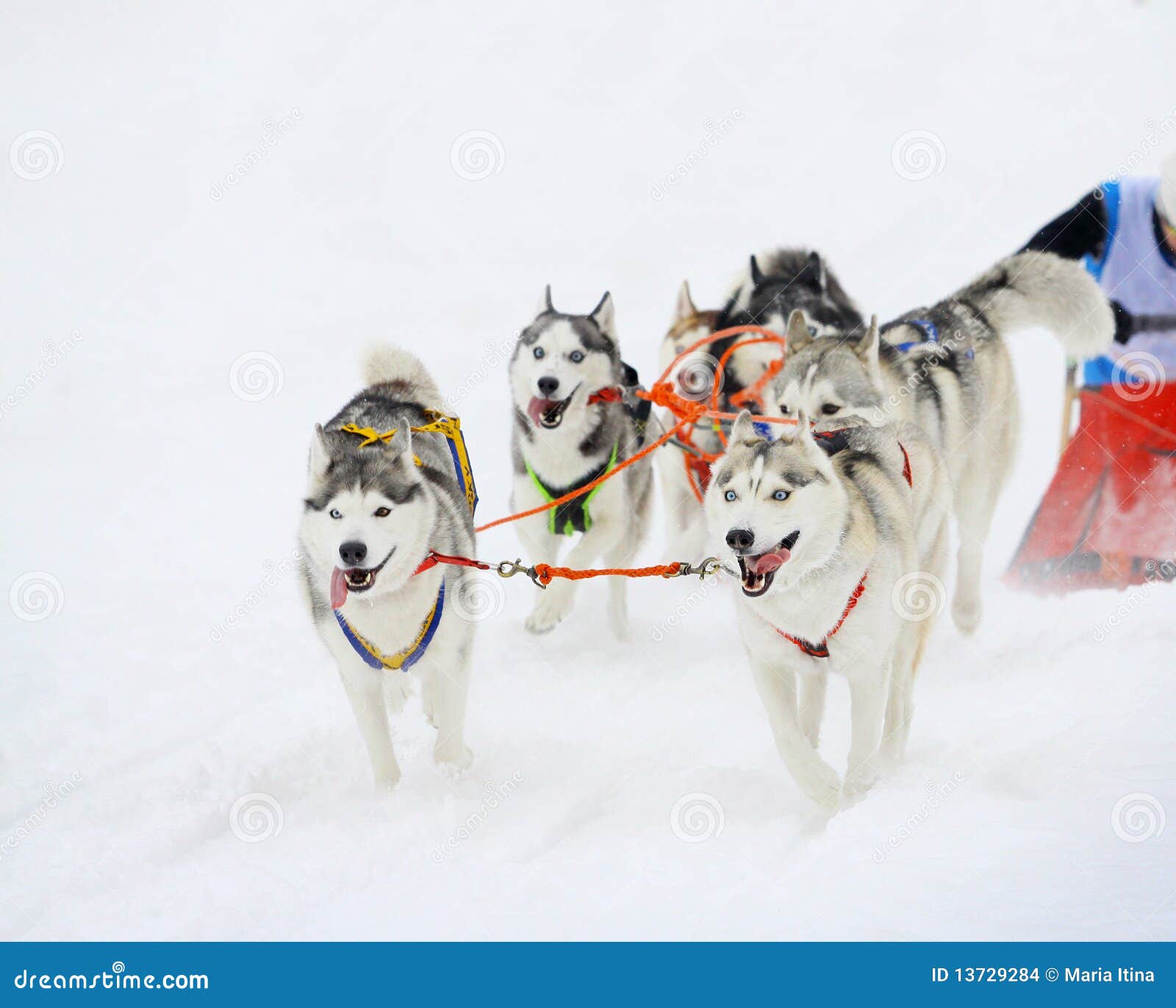Siberian husky sled stock photo. Image of sledge, carriage - 13729284