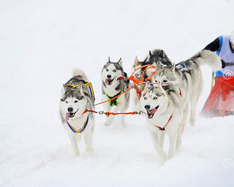 Siberian husky sled stock photo. Image of sledge, carriage - 13729284