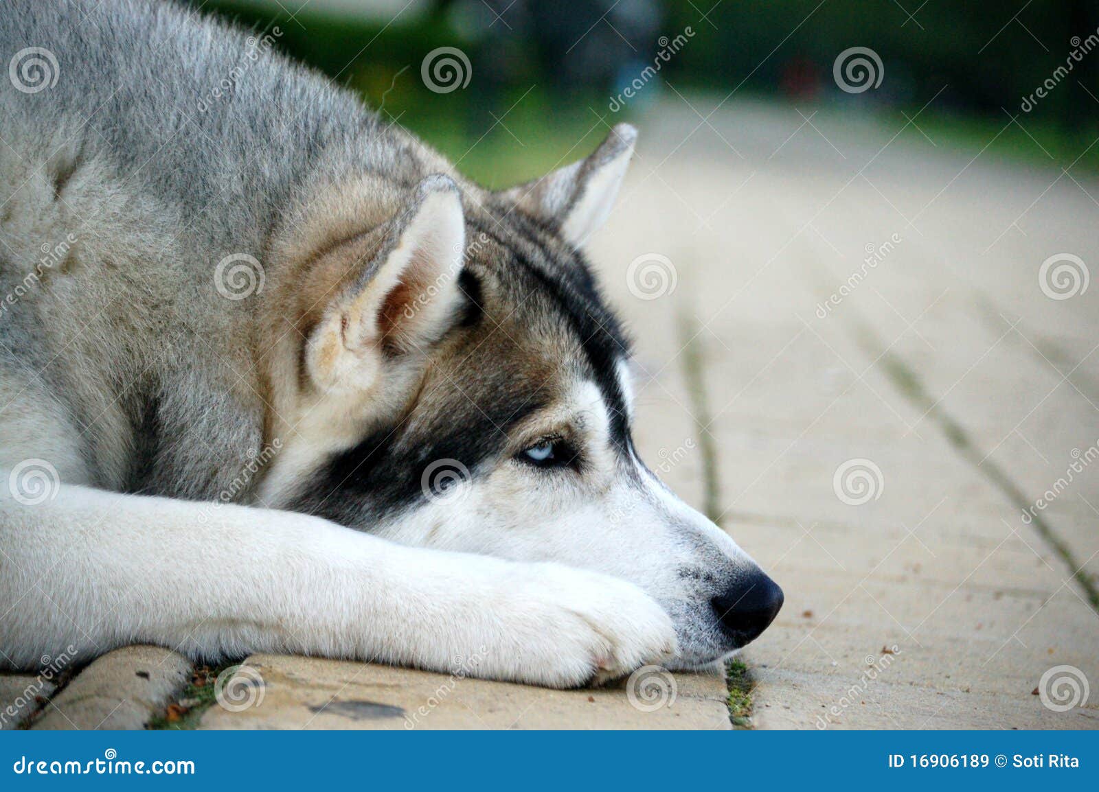 Siberian husky sleeping 2 stock image. Image of siberian - 16906189