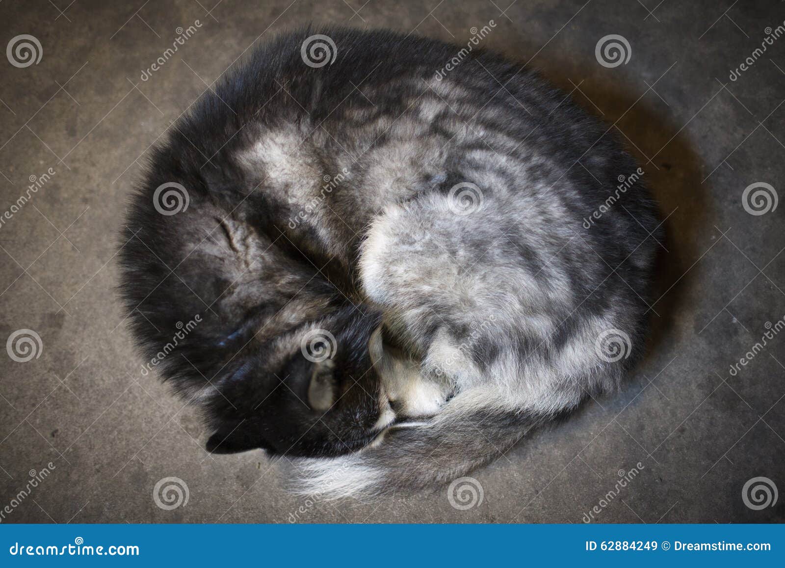 Siberian husky sleeping stock image. Image of wolf, sleeping - 62884249