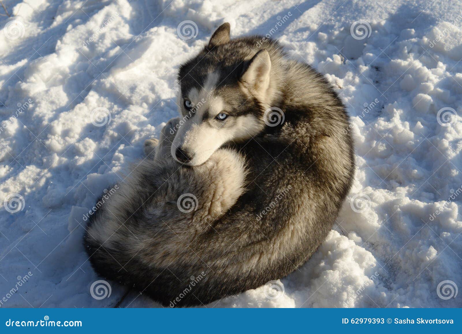 Siberian Husky Sleeping in the Snow Stock Image - Image of severe, wolf ...