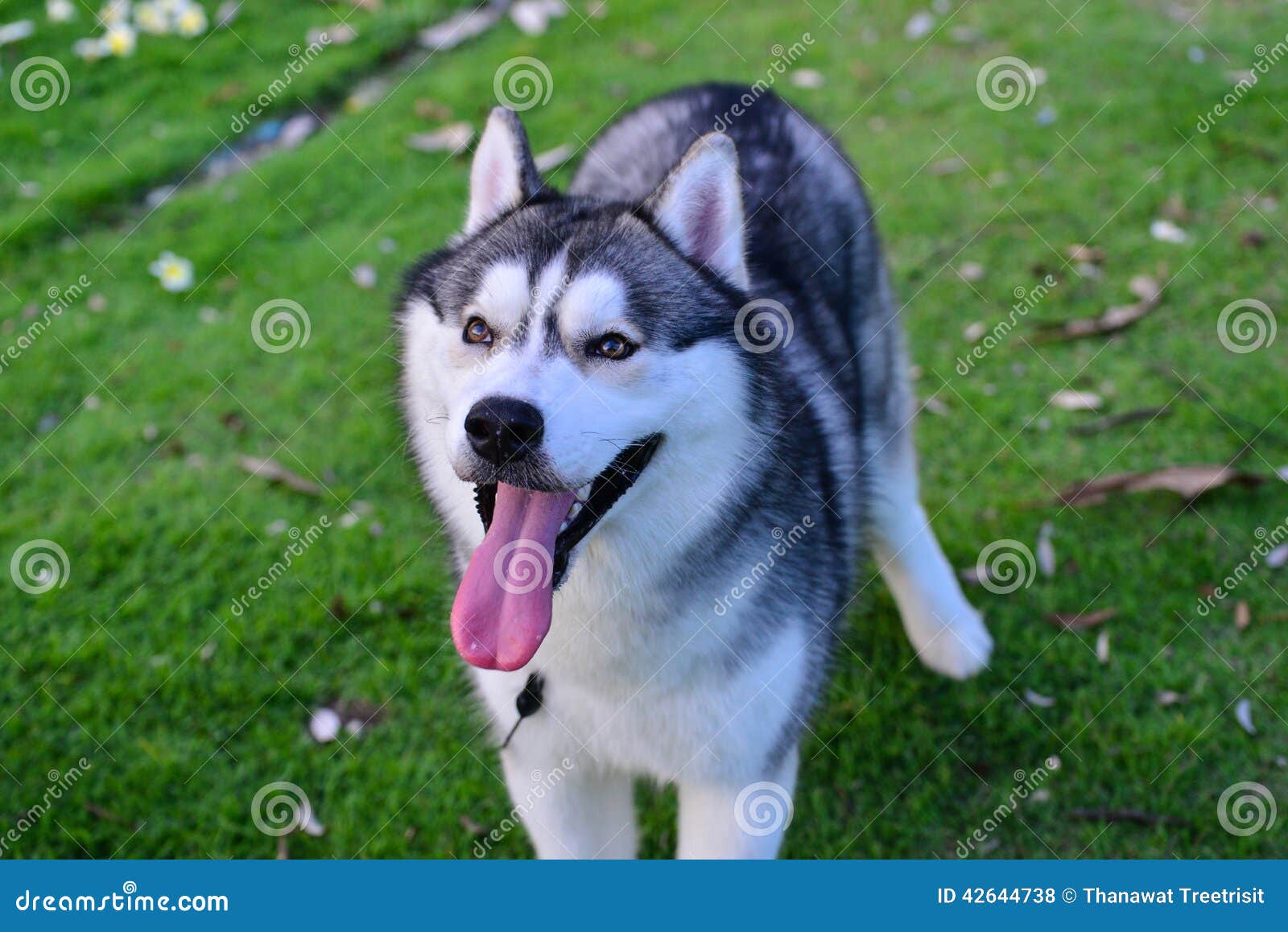 Siberian Husky stock photo. Image of spring, mammal, pedigreed - 42644738