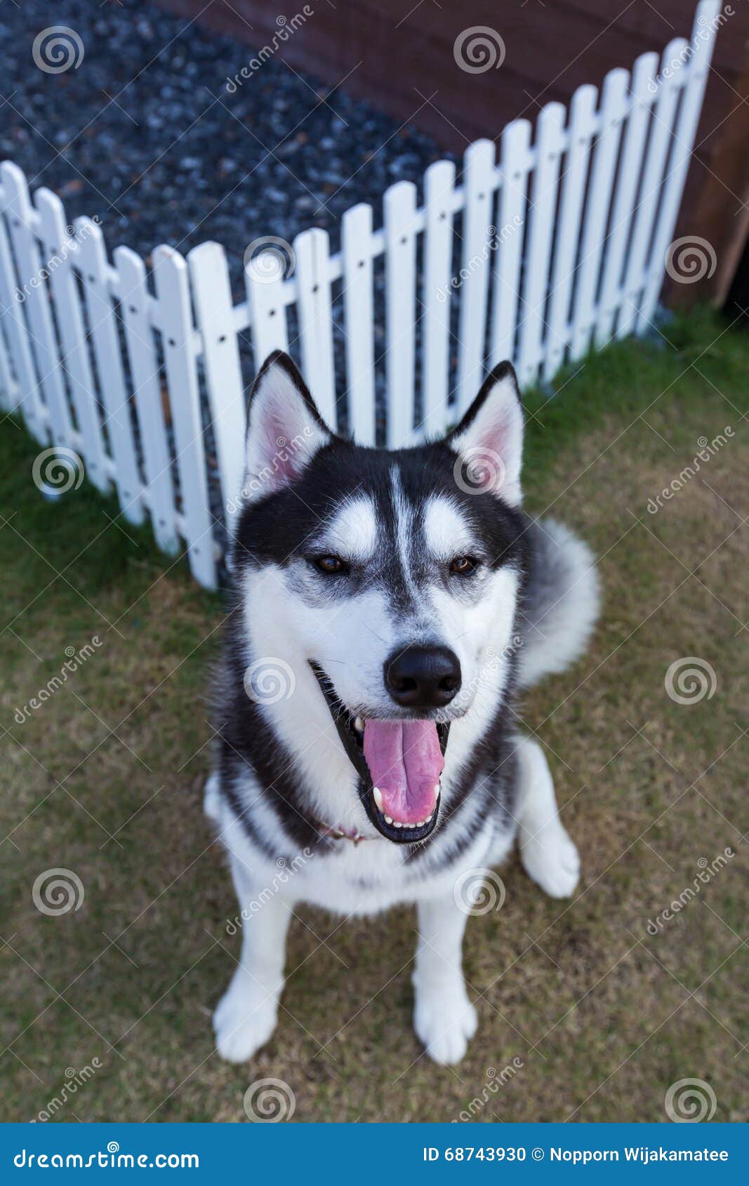Siberian Husky Smiling in the Garden Stock Photo - Image of color ...
