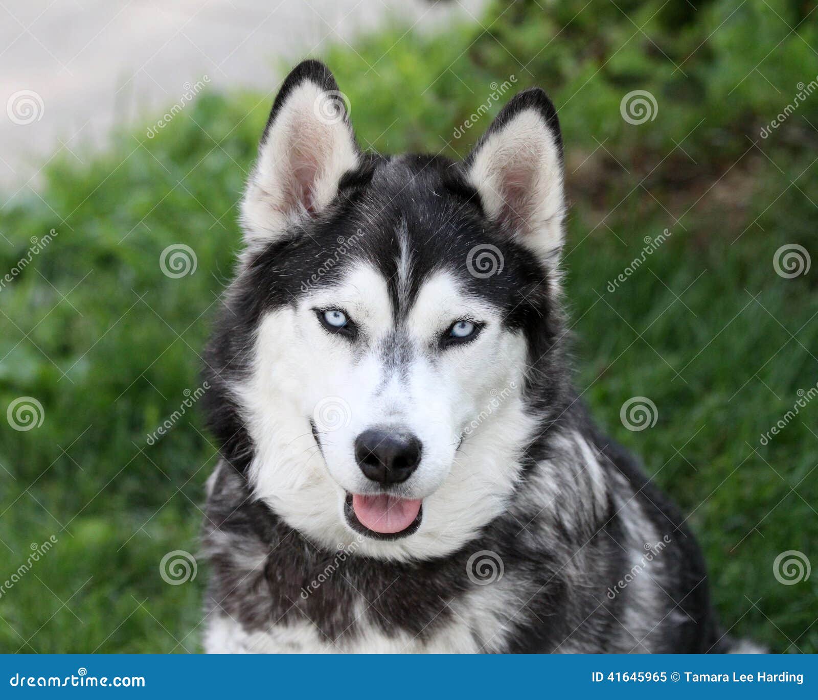 Siberian Husky Smiling stock image. Image of blur, canine - 41645965