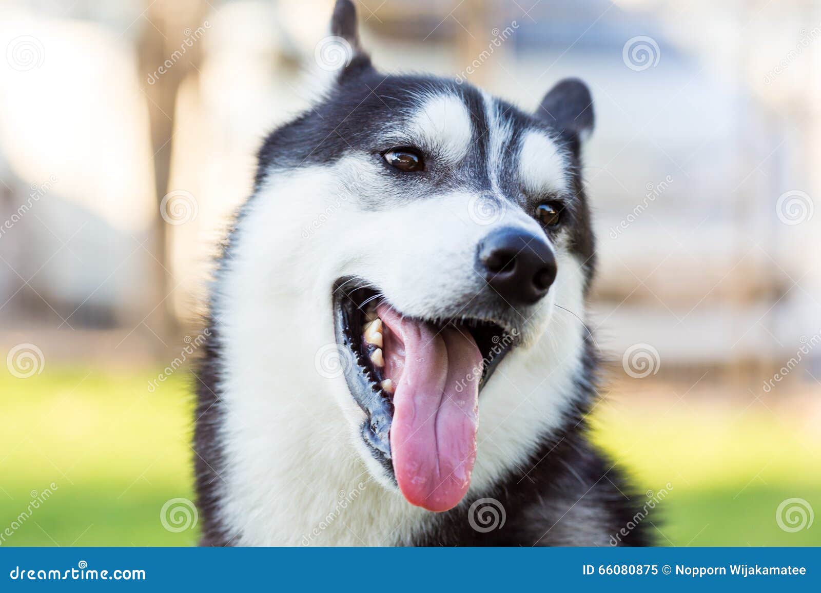 Siberian Husky Smiling Portrait Stock Image - Image of domestic, garden ...