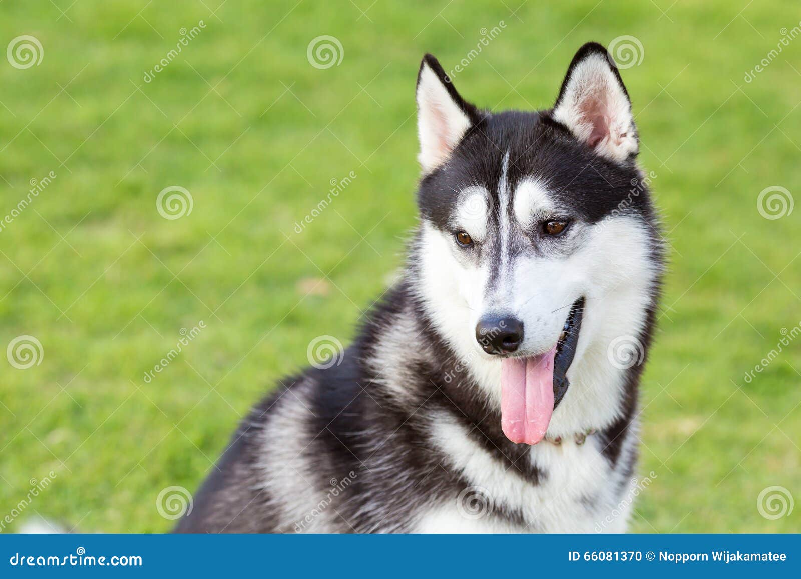 Siberian Husky Smiling Portrait Stock Photo - Image of female, doggy ...